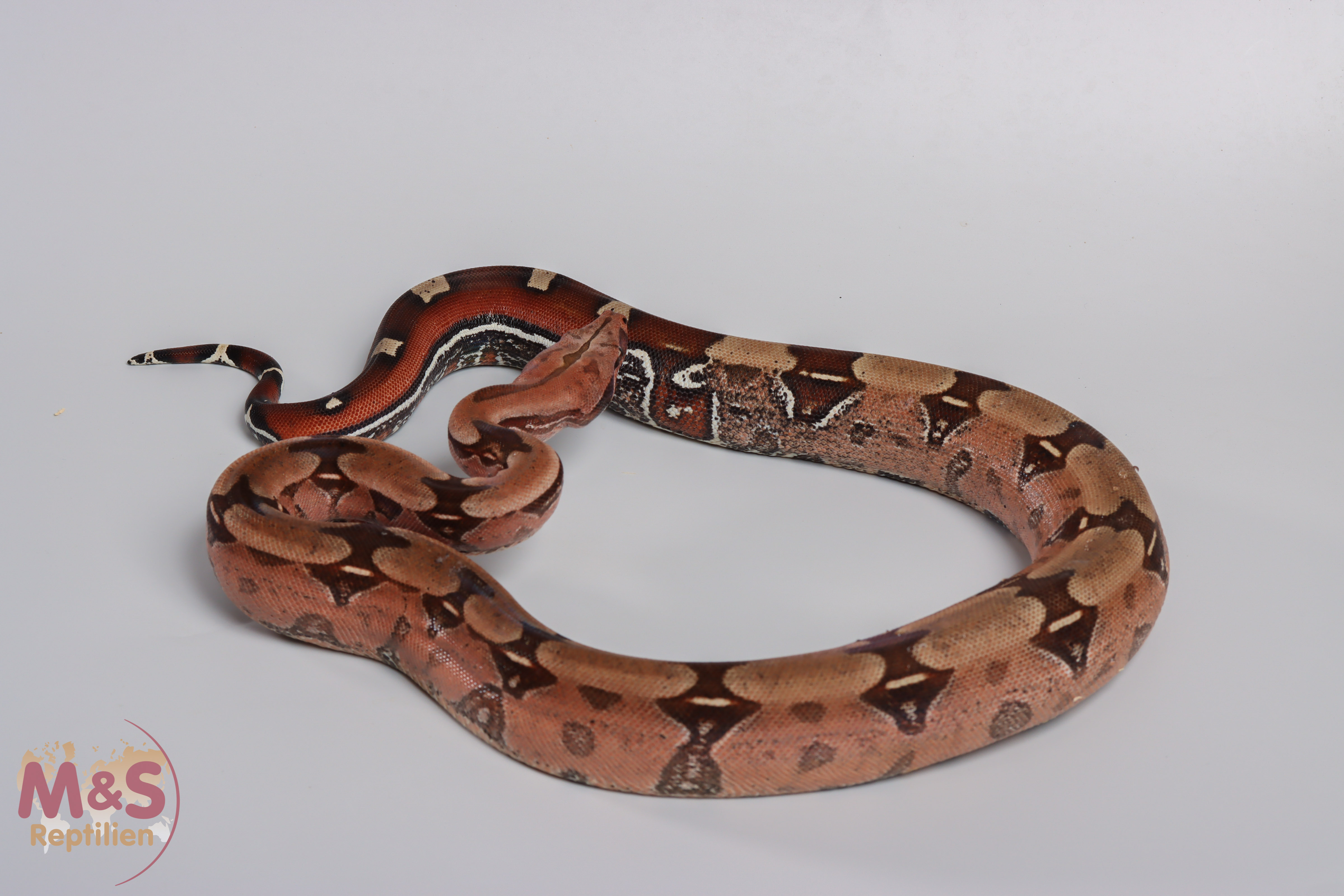 Boa Constrictor kaufen | Imperator & Longicauda | MS-Reptilien