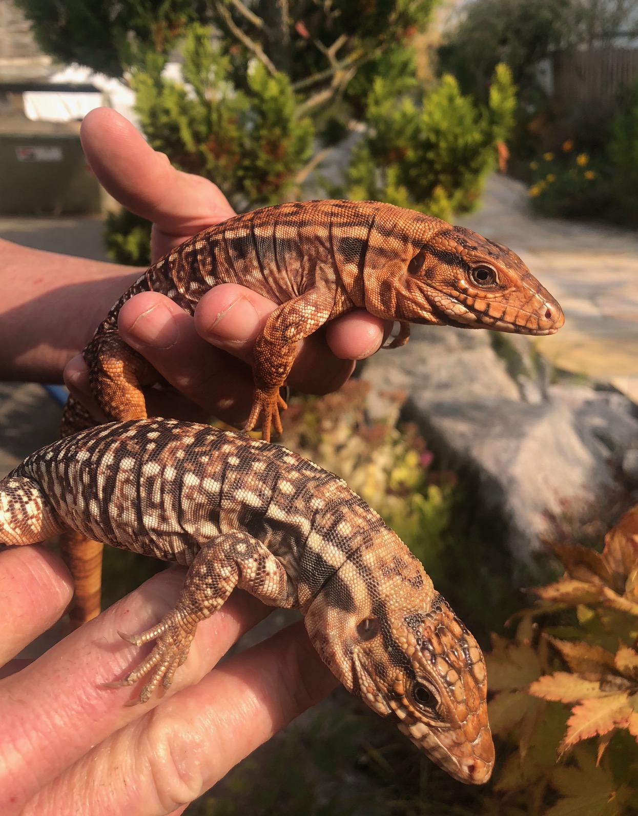 Roter Argentinischer Teju NZ’ 20 (medium-large) Salvator rufescens ( Geschlecht angeben ...