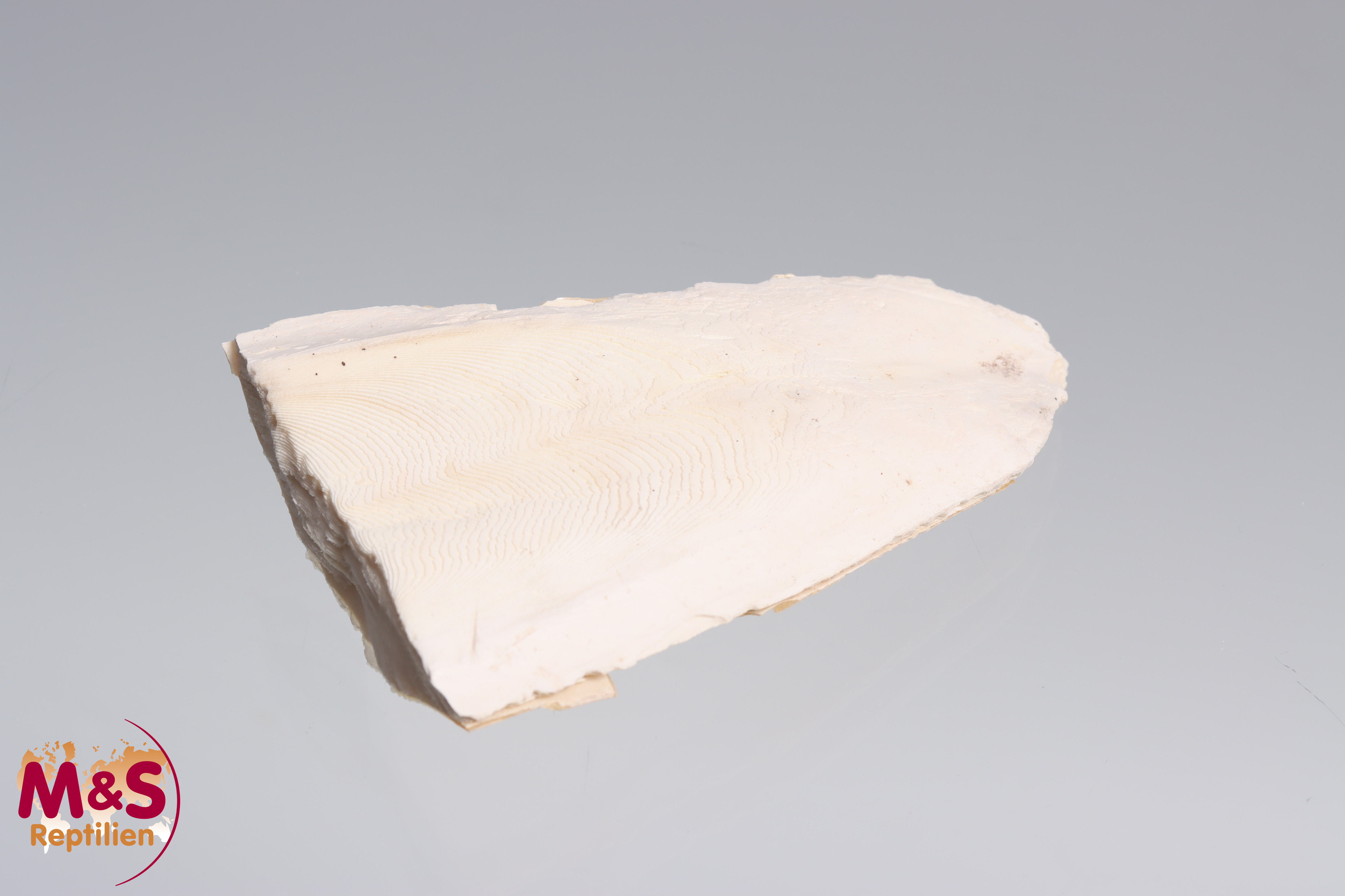 Cuttlebone, nature | frss-XL