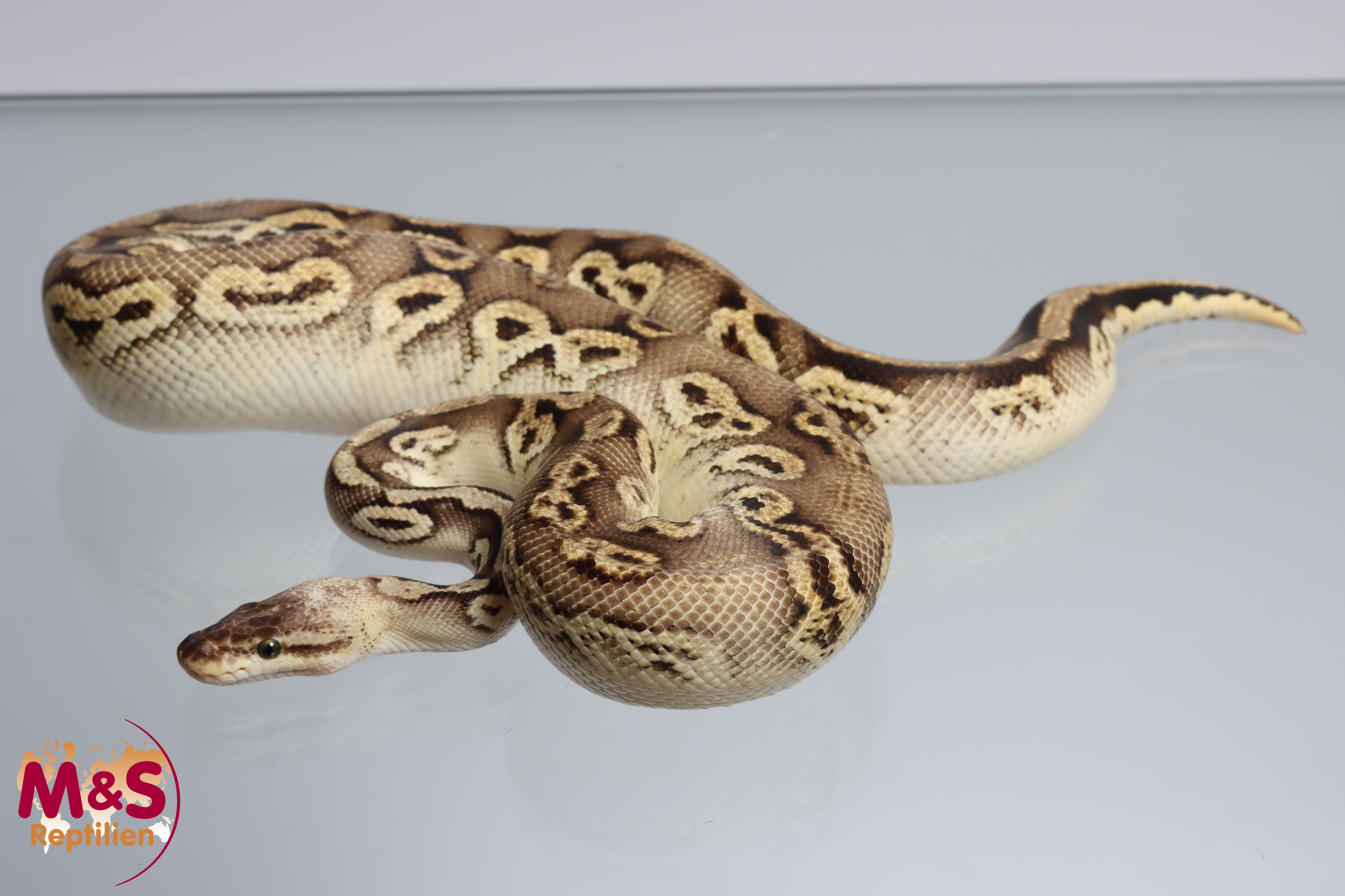 1.0 (Male) Clown Bongo Pastel Königspython NZ´M&S´22 Python regius ...