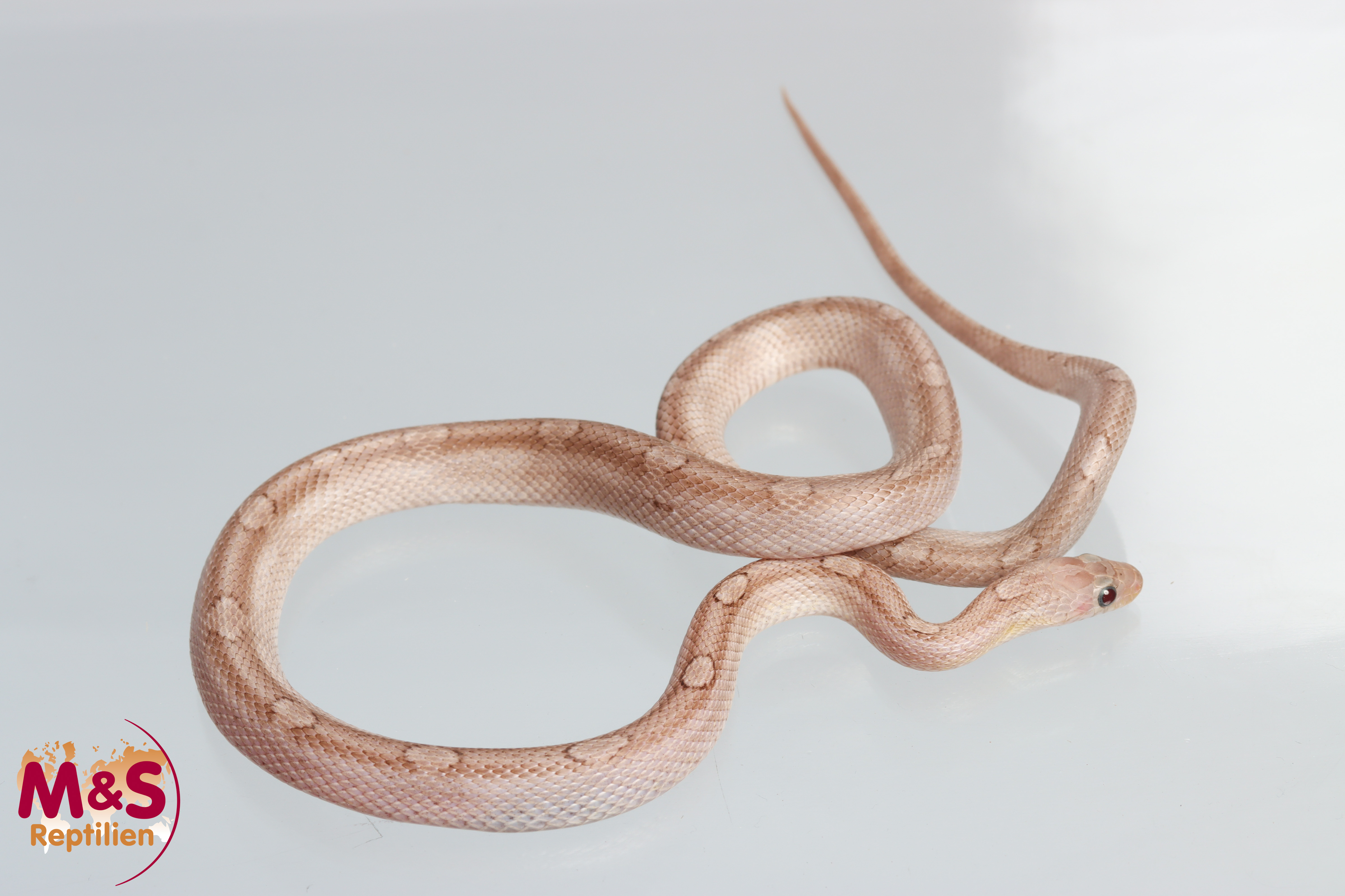 Hypo Pewter Motley Kornnatter NZ'24 ( ca. 50 cm ) P.guttatus | Männchen ...