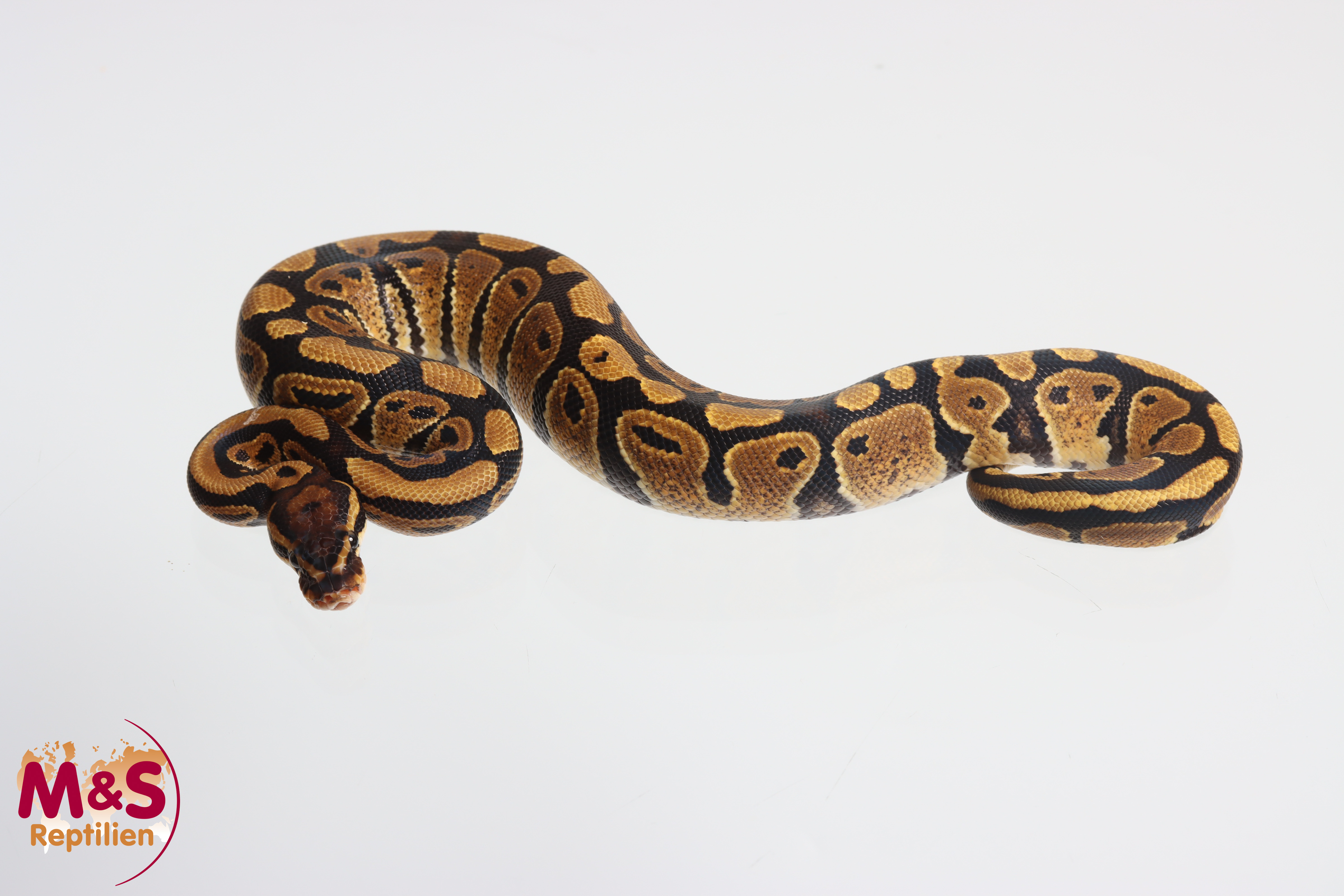 1.0 (Male) 100% hetero Clown Königspython NZ´M&S'25 Python regius ...