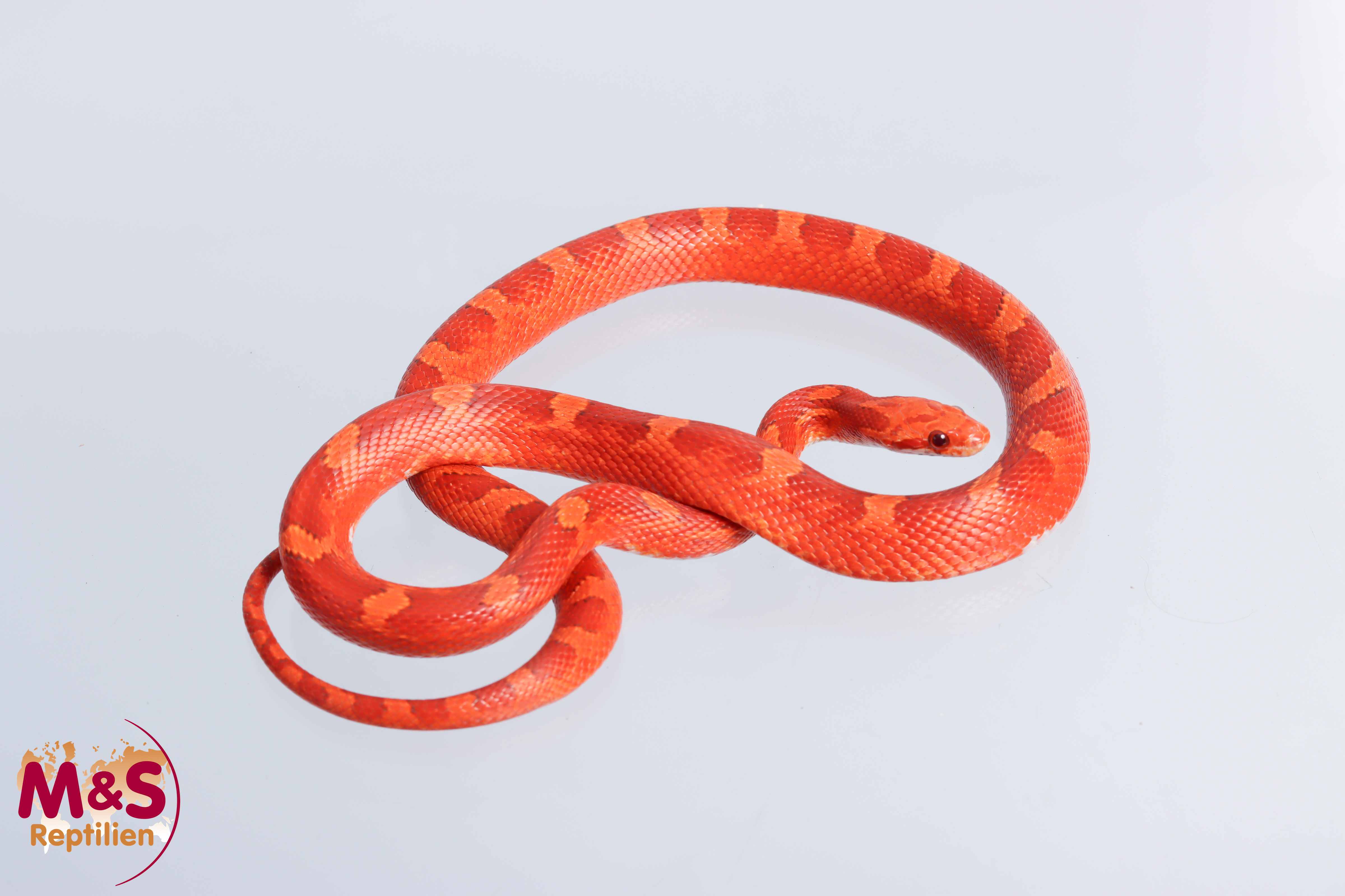 1.0 (Male) Hypo Piedsides Bloodred ( Ice Blood x Hypo Pewter ...