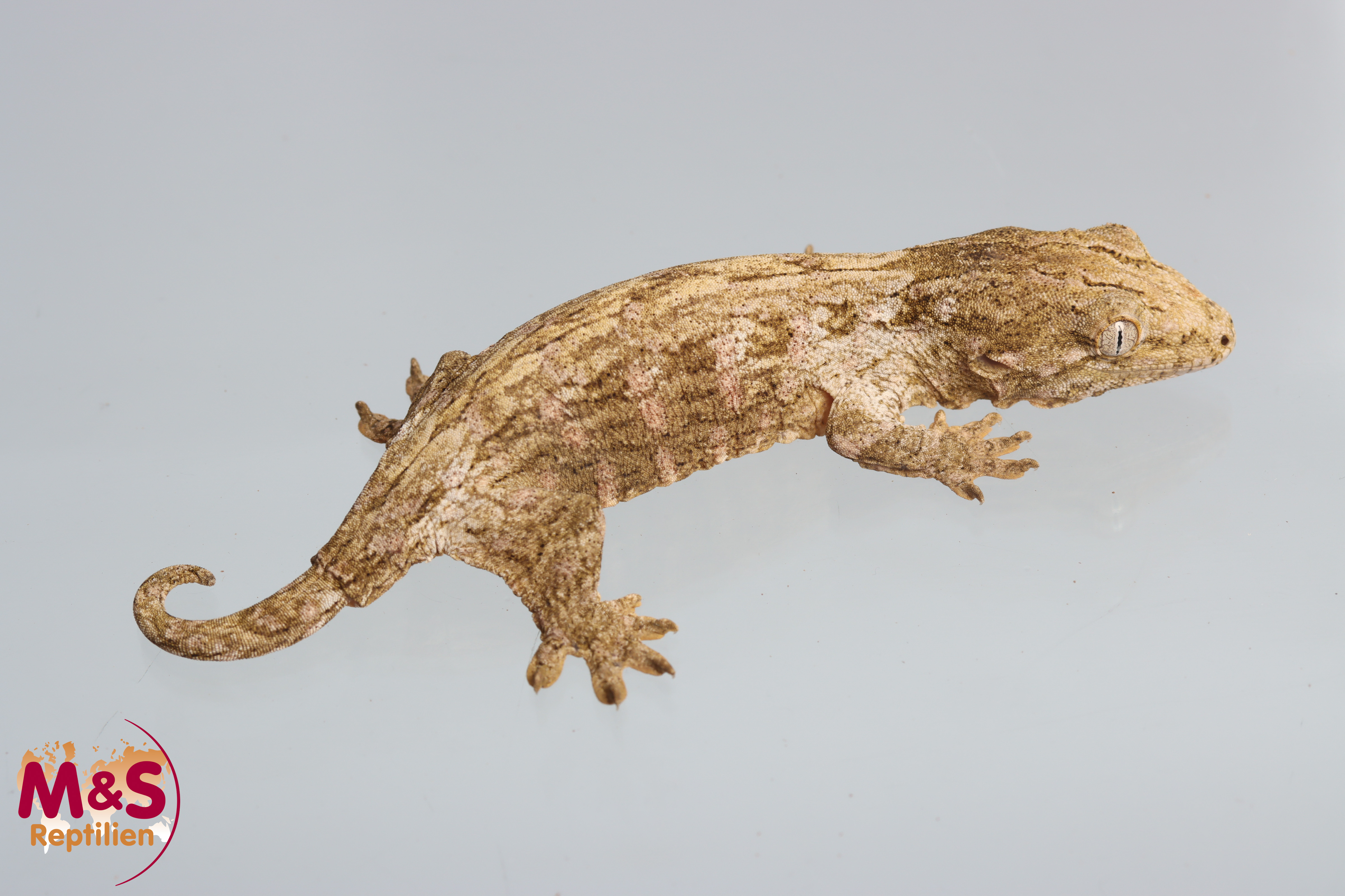 1.0 (Male) Riesengecko -Friedel x Friedel (small) NZ´M&S 25 Rhaco. leachianus (Originalbild ...