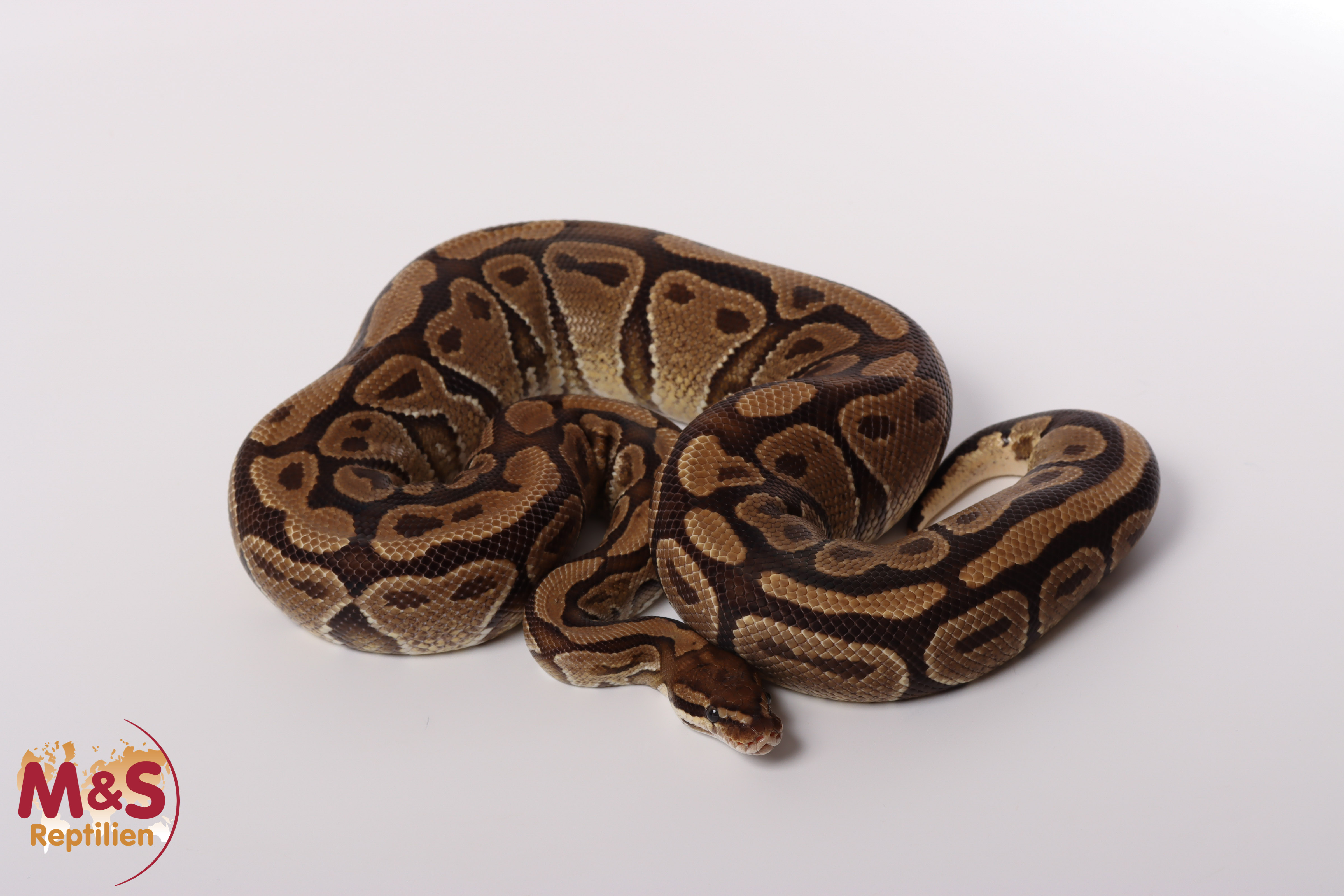 Female (0.1) Specter (SS-Maker) NZ´M&S´15 Python regius | 15Specter1423f