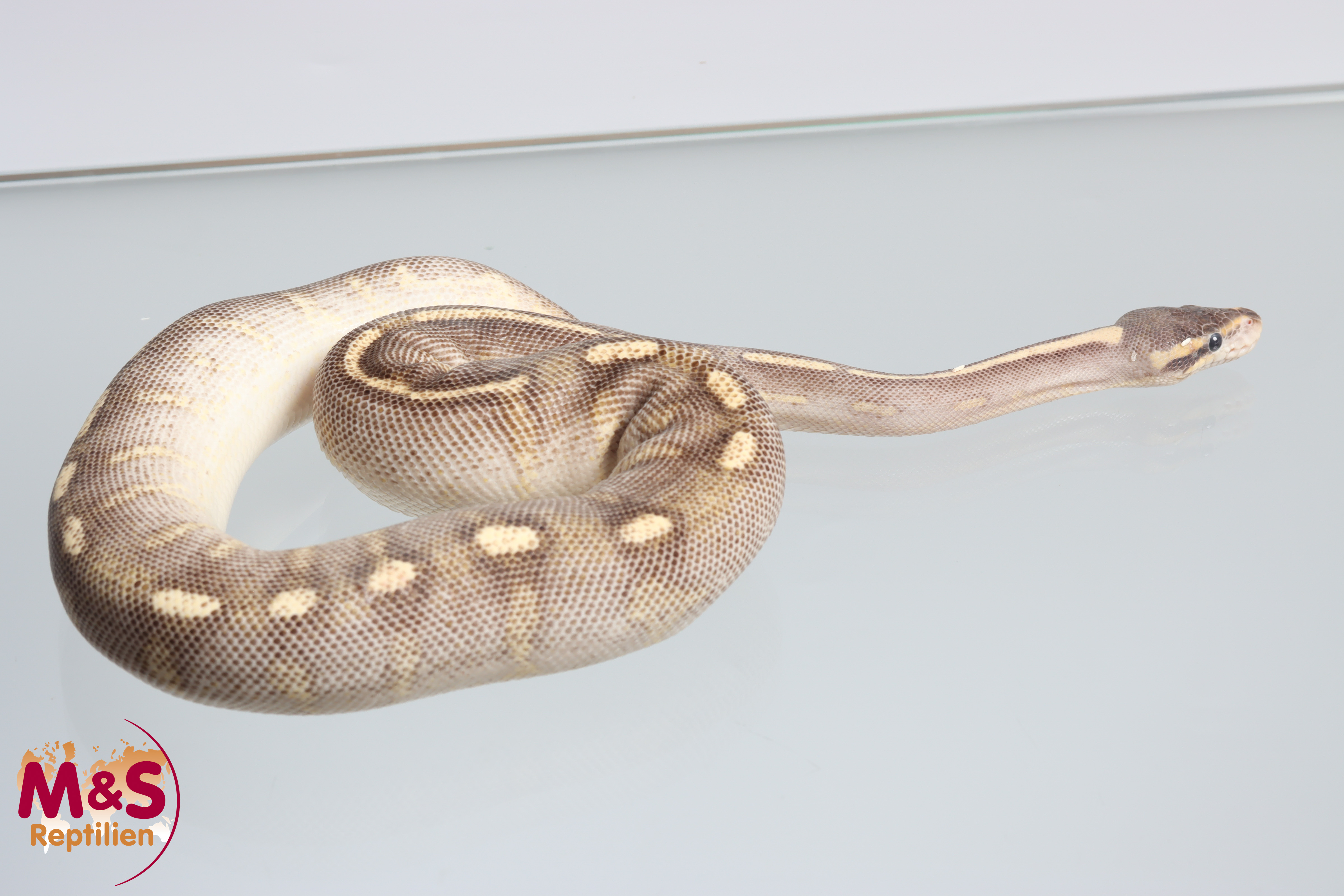 0.1 (Female) Super Gravel Königspython NZ´M&S´23 Python regius ...