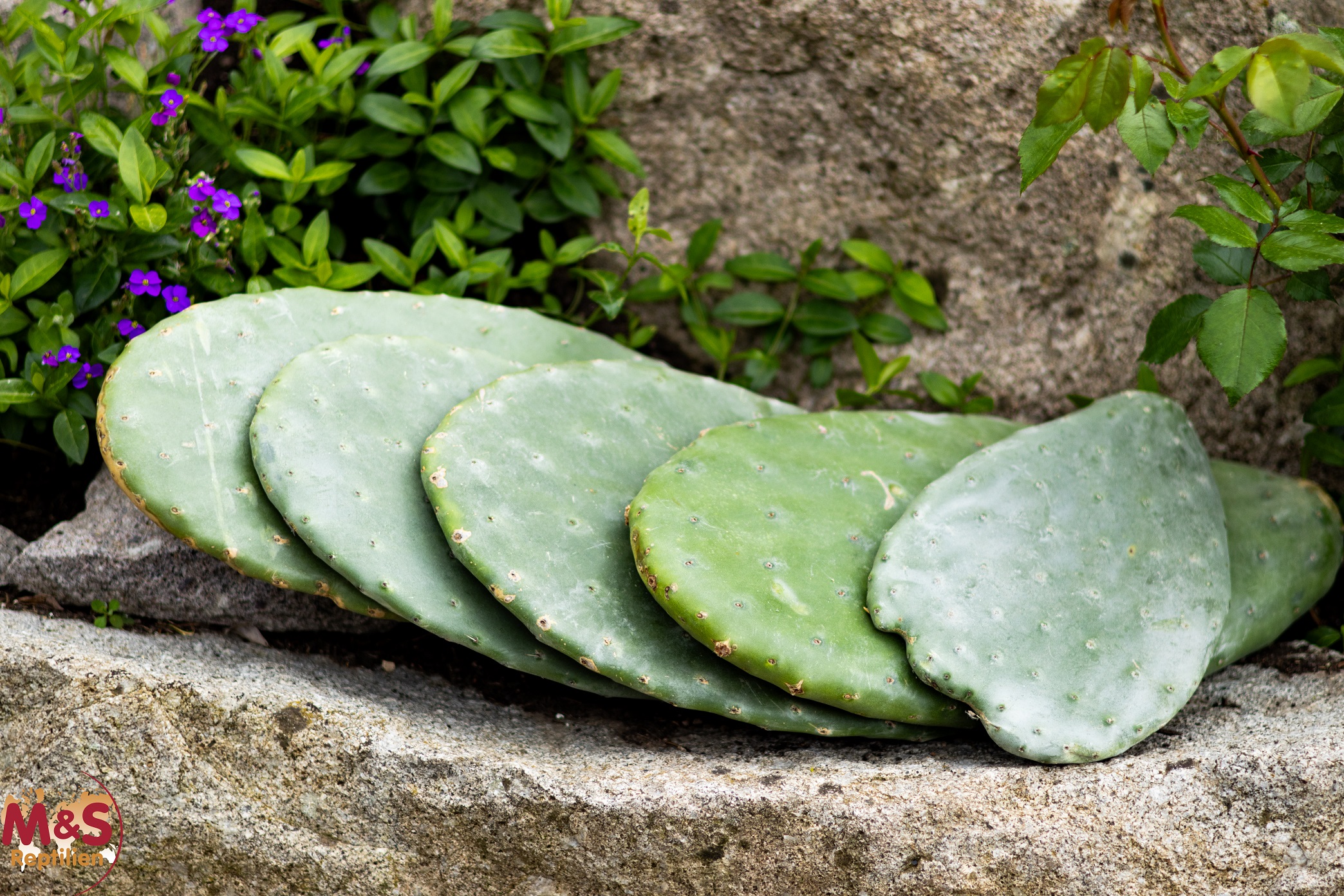 Prickly pear, Opuntia ficus indica (10kg box) 100% organic | fk-kiste