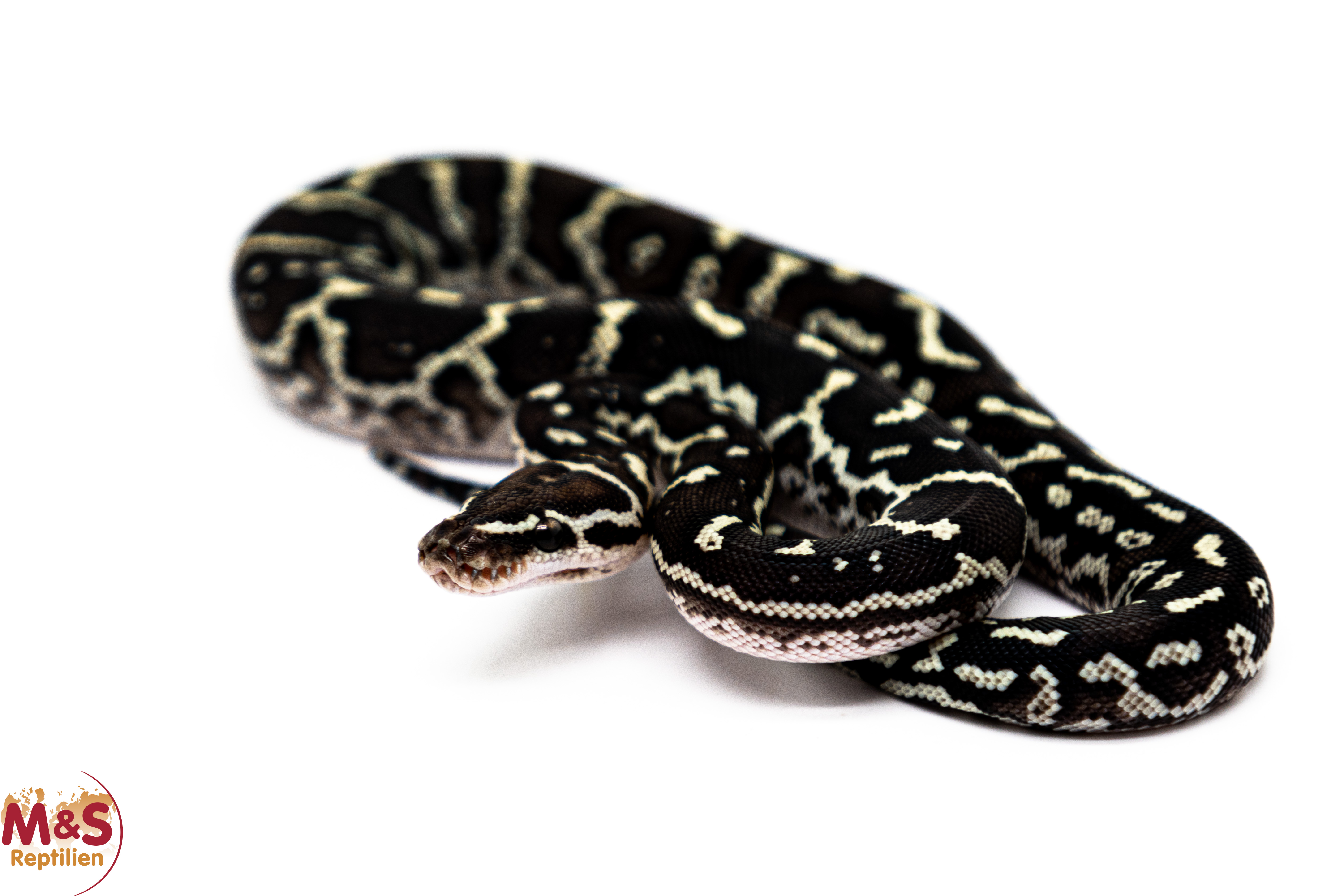 Angola Python NZ´25 (small) Python anchietae | Männchen | srpa25m | M&S ...