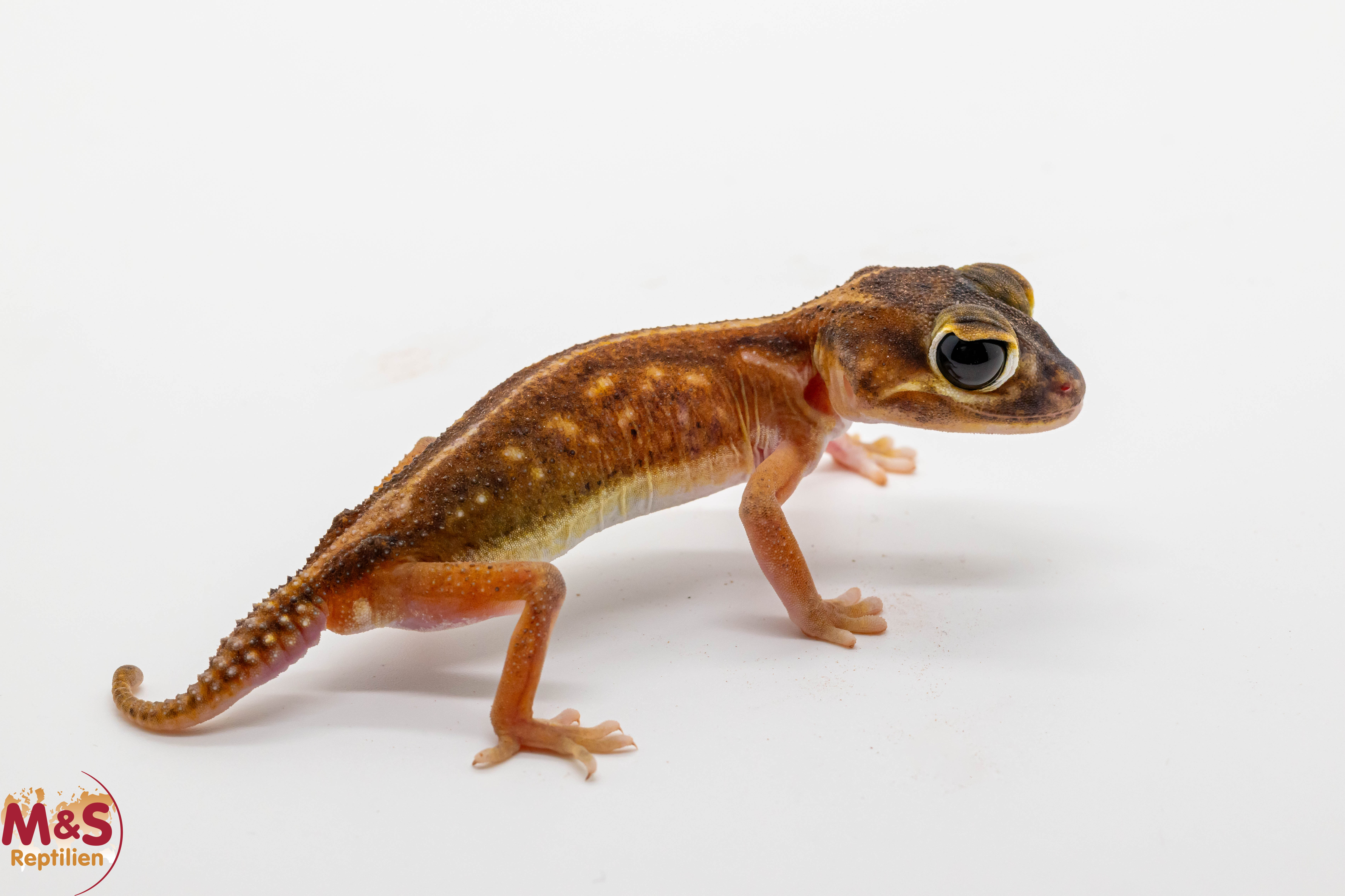 0.1 (Female) Pernatty Knopfschwanzgecko NZ' adult Nephrurus deleani ...