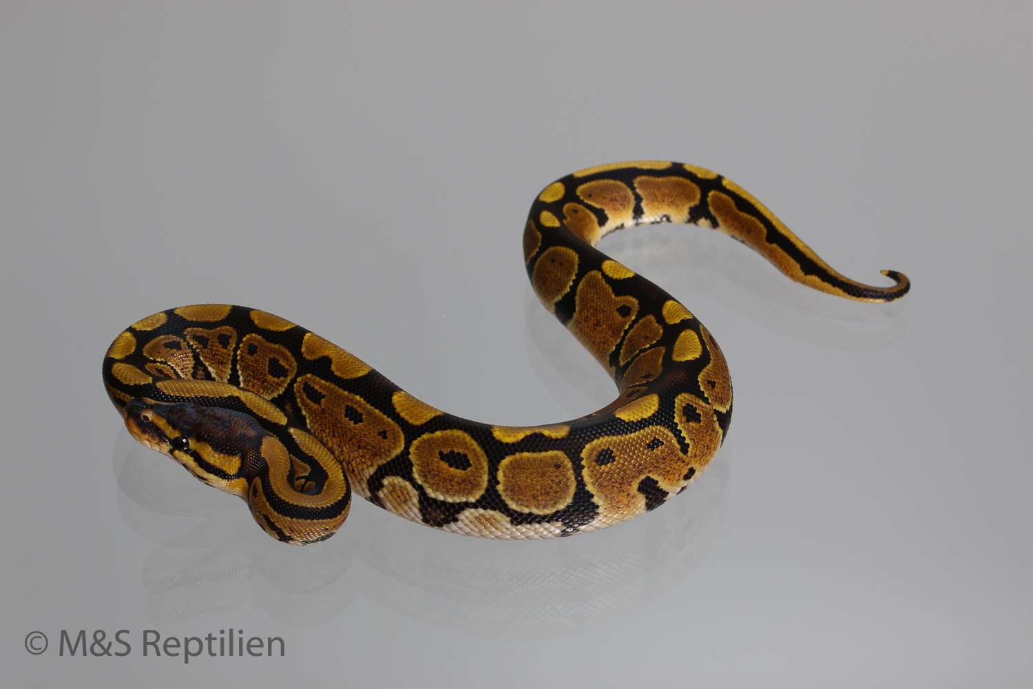 0.1 (Female) Specter Königspython NZ´M&S´16 Python regius | 16MSSpe113-9f