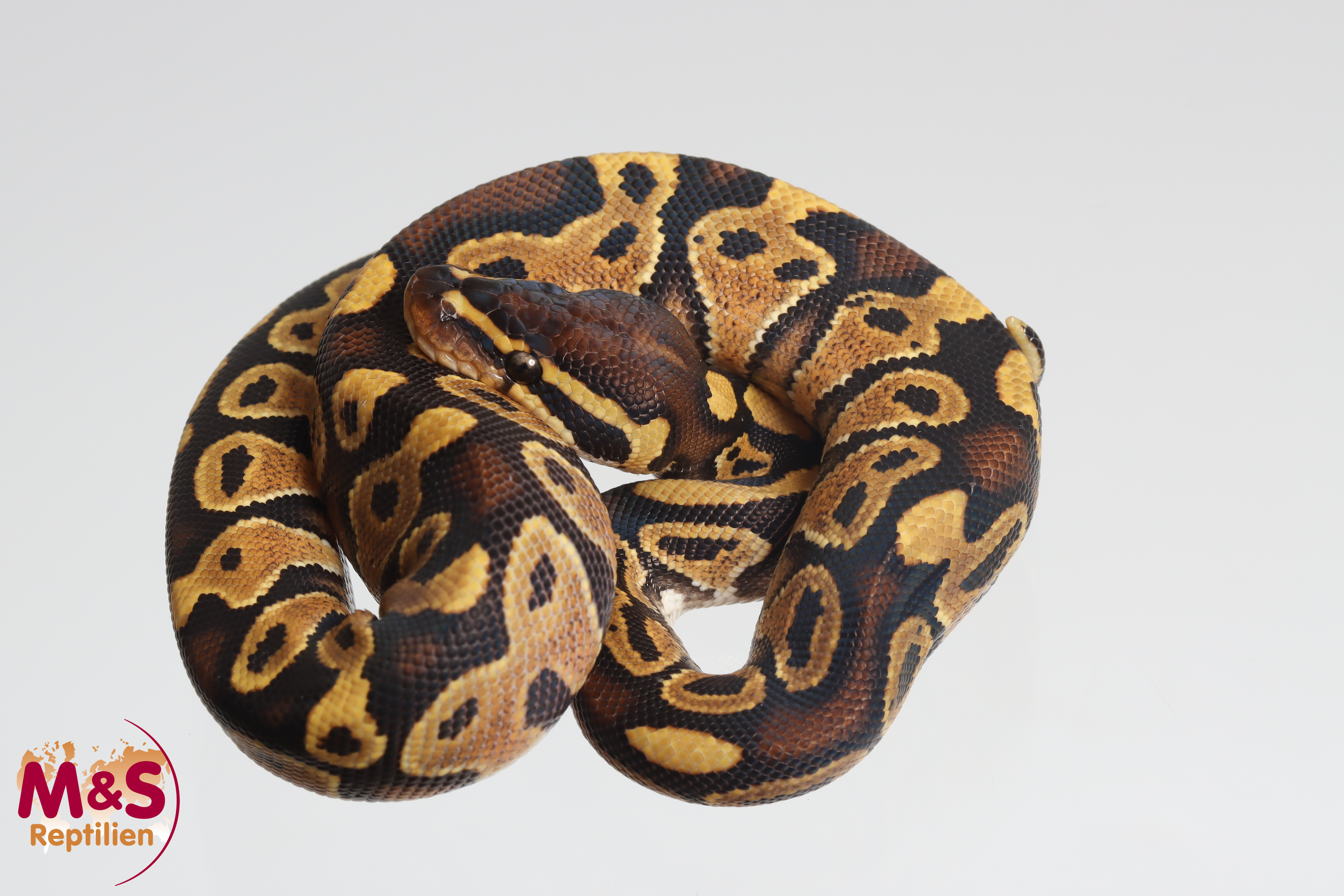 1.0 (Male) Gravel Königspython NZ´M&S´25 Python regius | 25MSGra348m