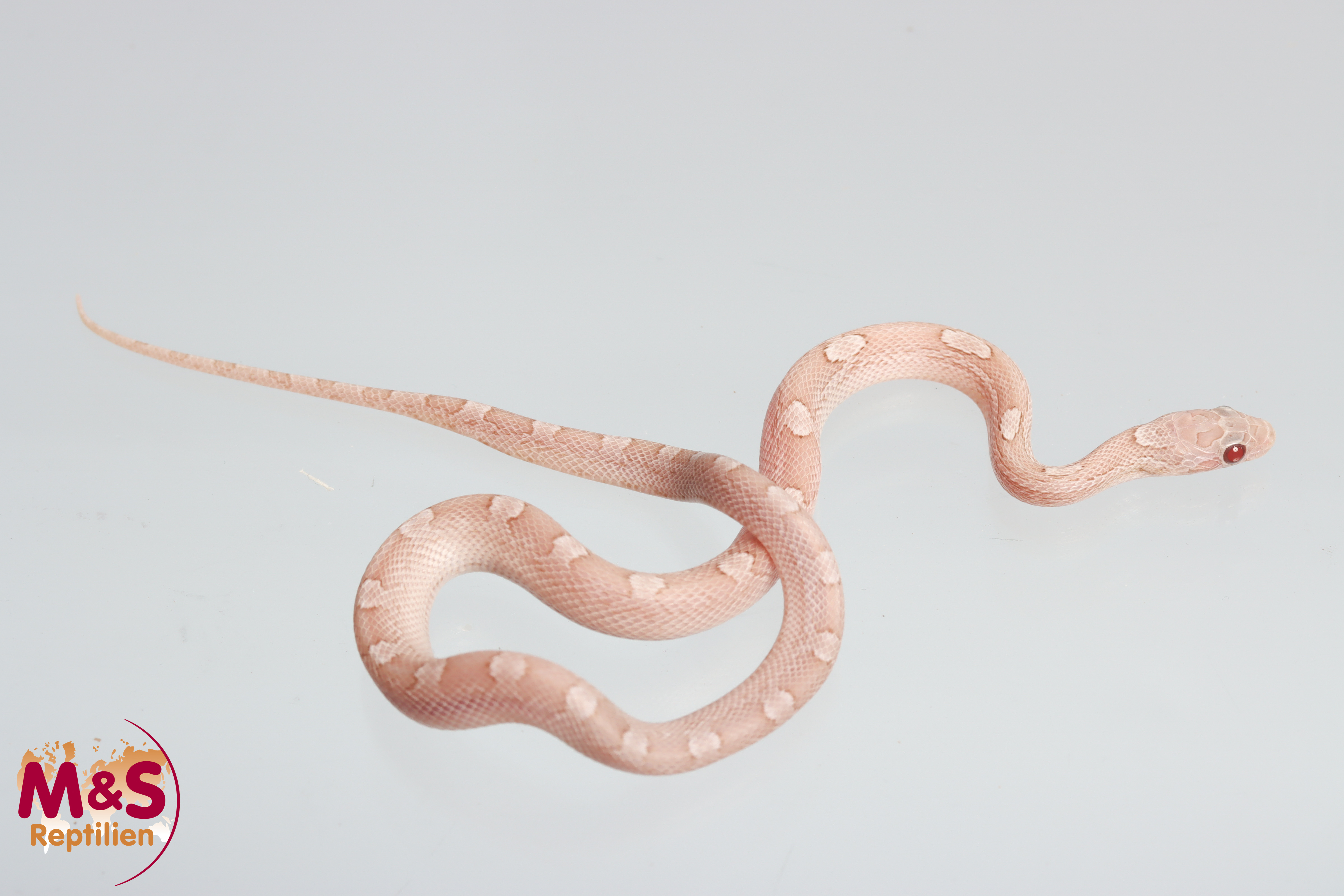 Ice Bloodred Kornnatter NZ'25 ( ca.30 cm ) Pantherophis guttatus ...