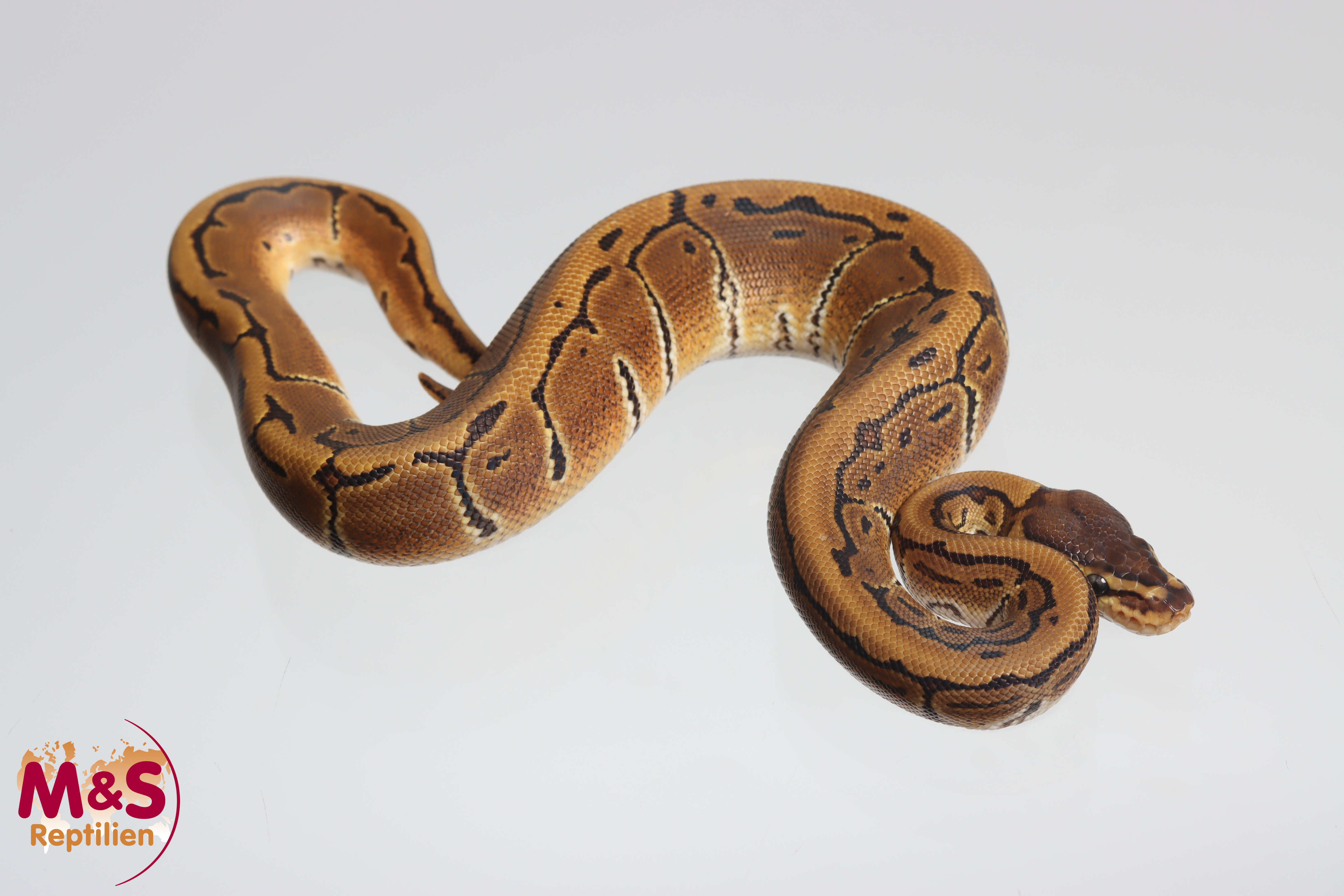 1.0 (Male) Pinstripe het. Ultramel Piebald Königspython NZ´M&S´25 ...