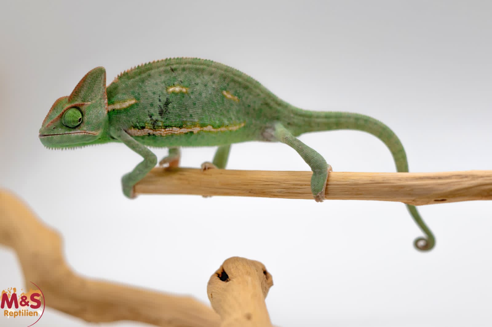 0.1 (Female) Jemen Chamäleon NZ´25 (medium) Chamaeleo calyptratus (Bild ...