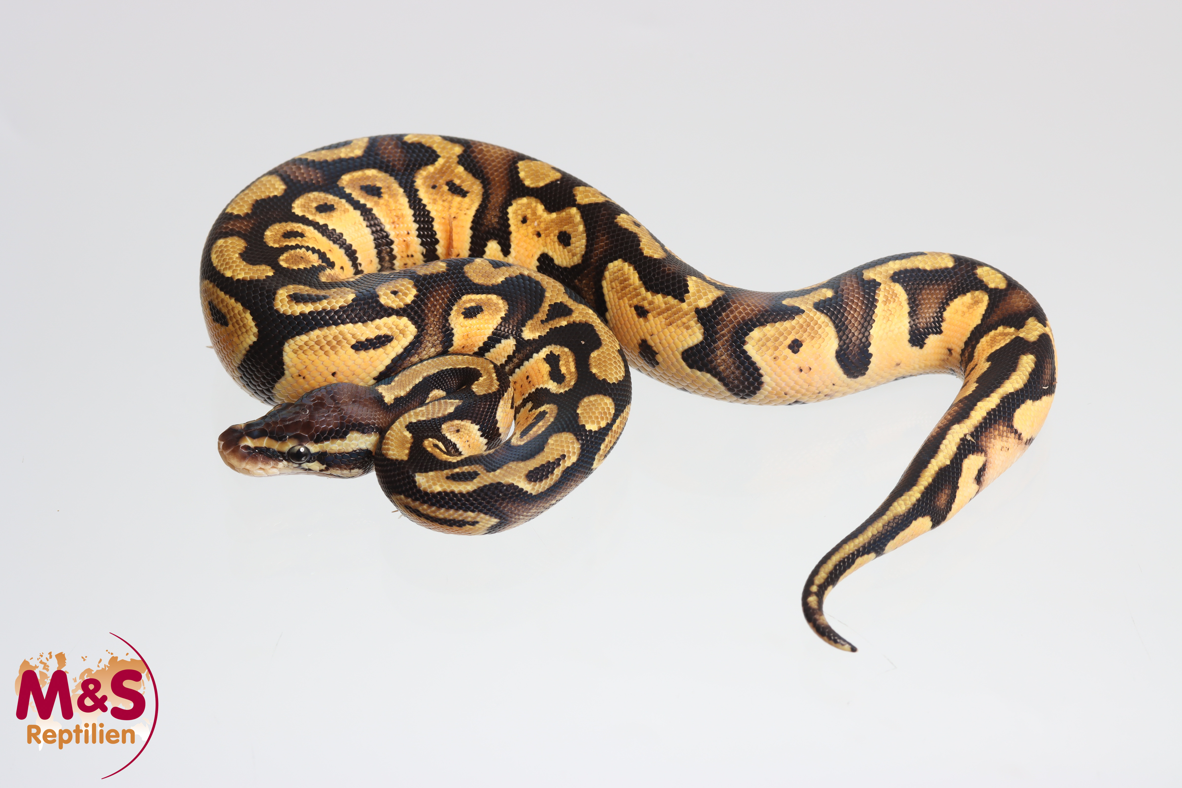 0.1 (Female) Pastel 100% doppelhetero Clown Piebald Königspython NZ´M&S'25 Python regius ...