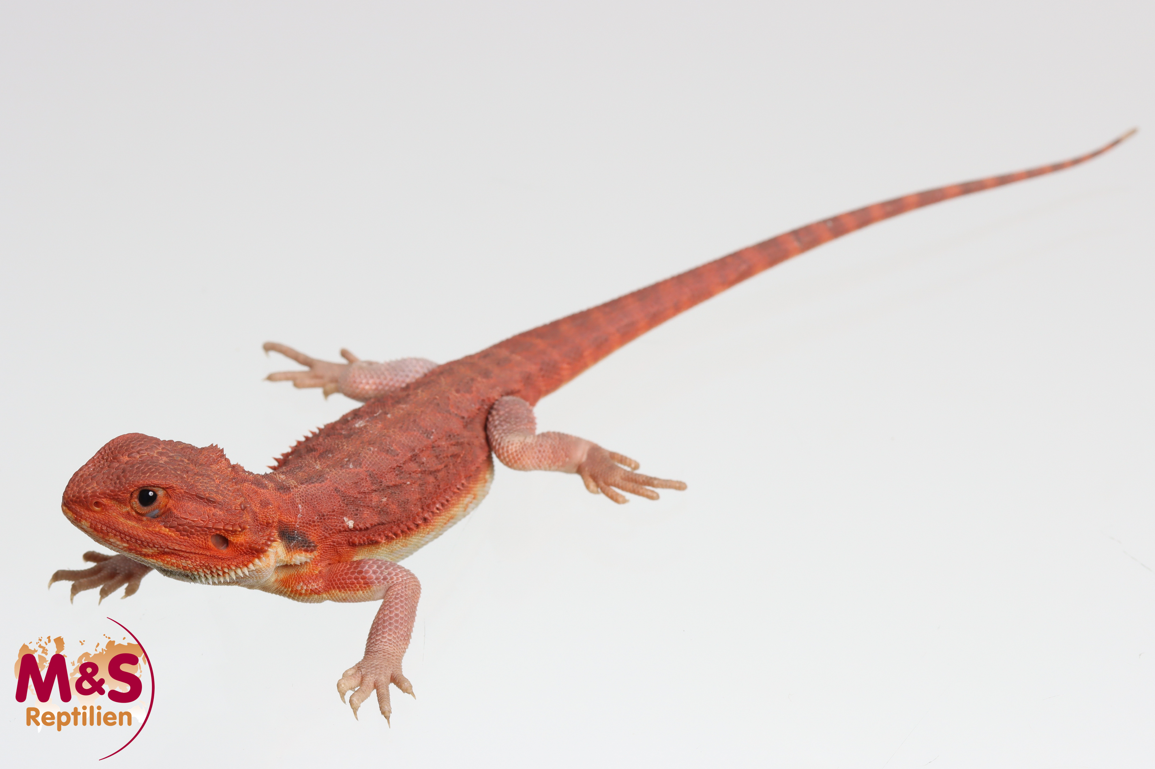 0.1 (Female) Hypo Leather Extreme Red Translucent Bartagame ( ca. 23 cm ) P. vitticeps ...