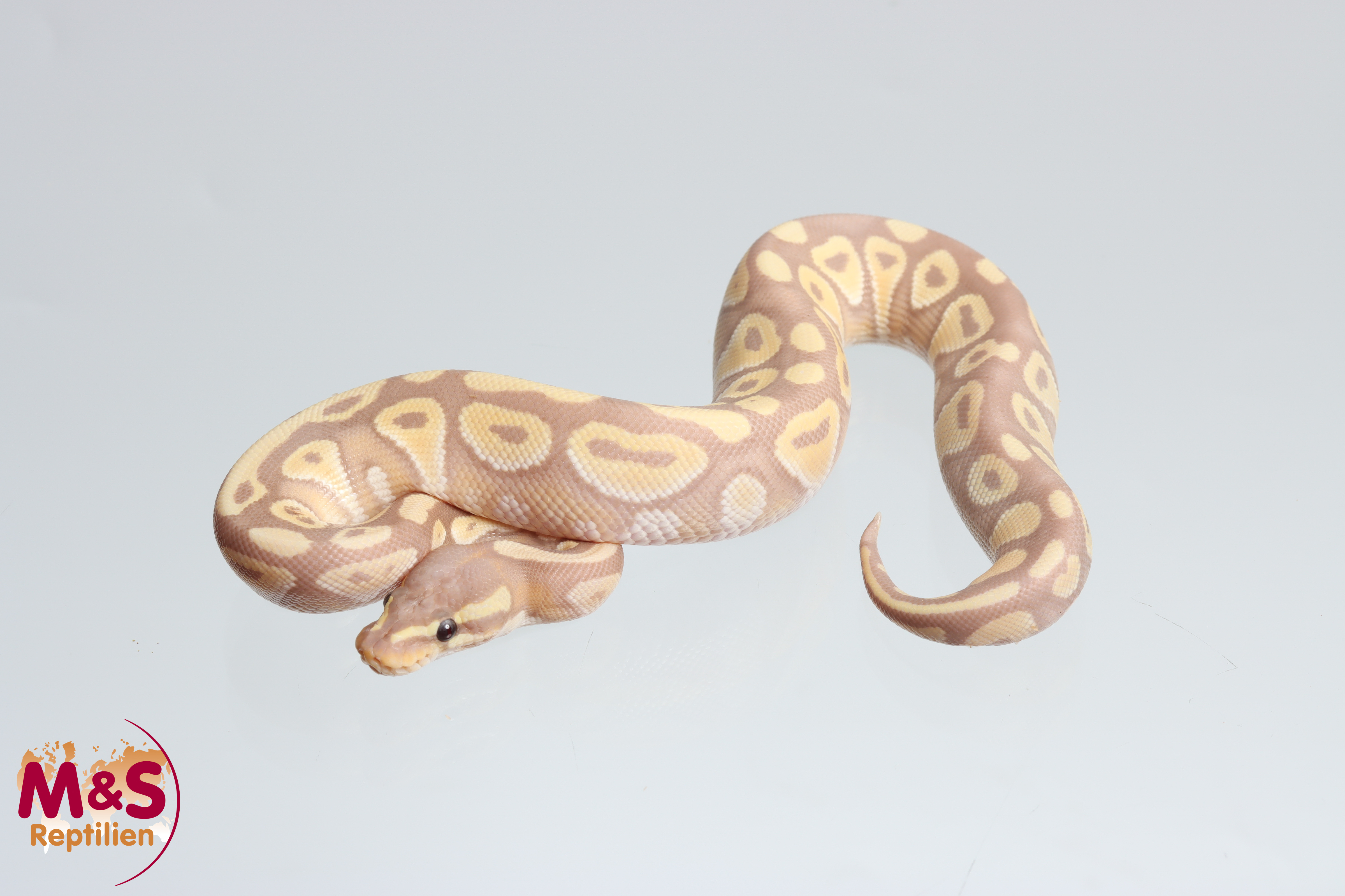 1.0 (Male) Coral Glow (Banana) Mojave Königspython NZ´M&S´25 Python regius | 25MSCGMoja384m