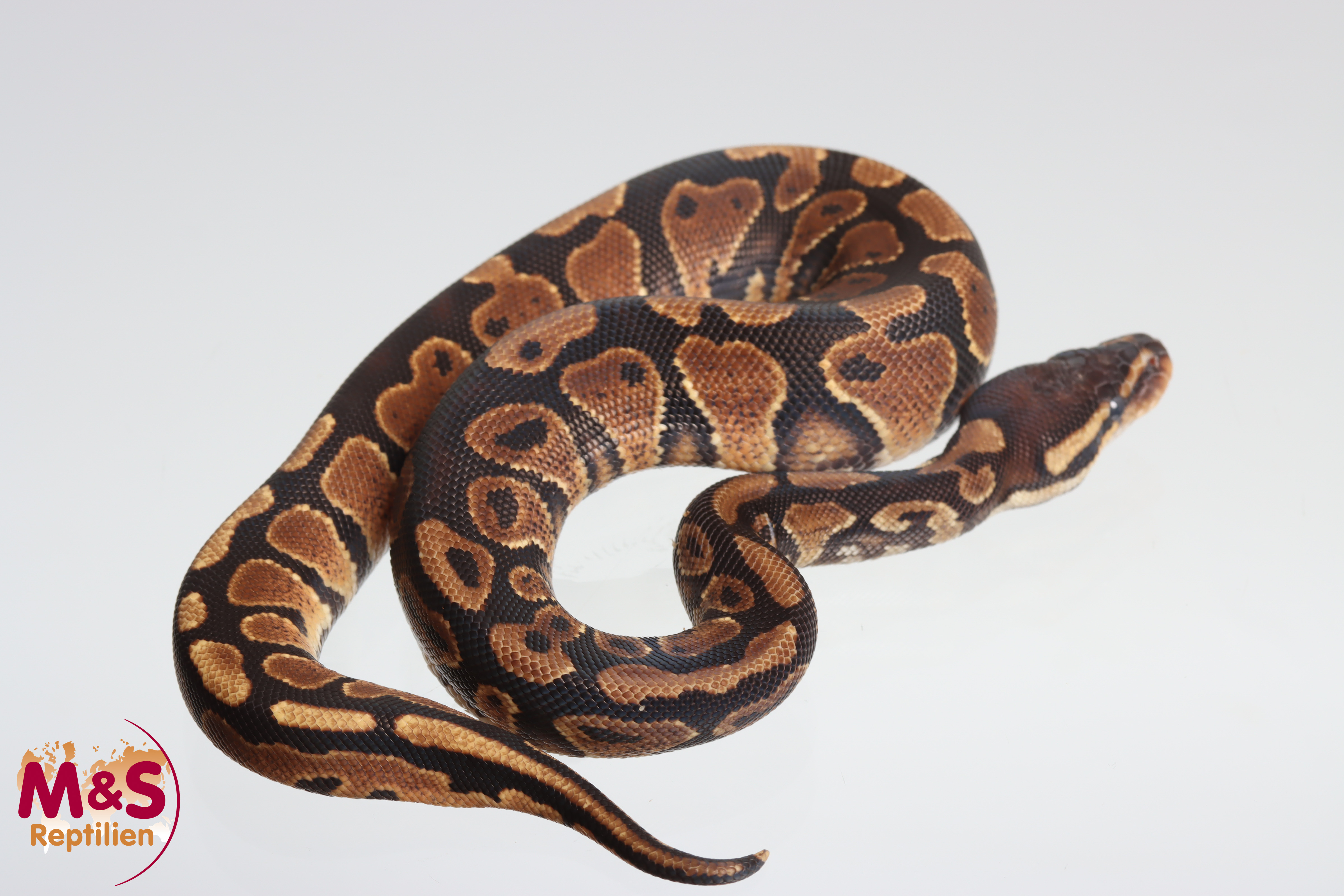 1.0 (Male) 100% hetero Ultramel Königspython NZ´M&S´25 Python regius | 25MSHeUltra397m | M&S ...