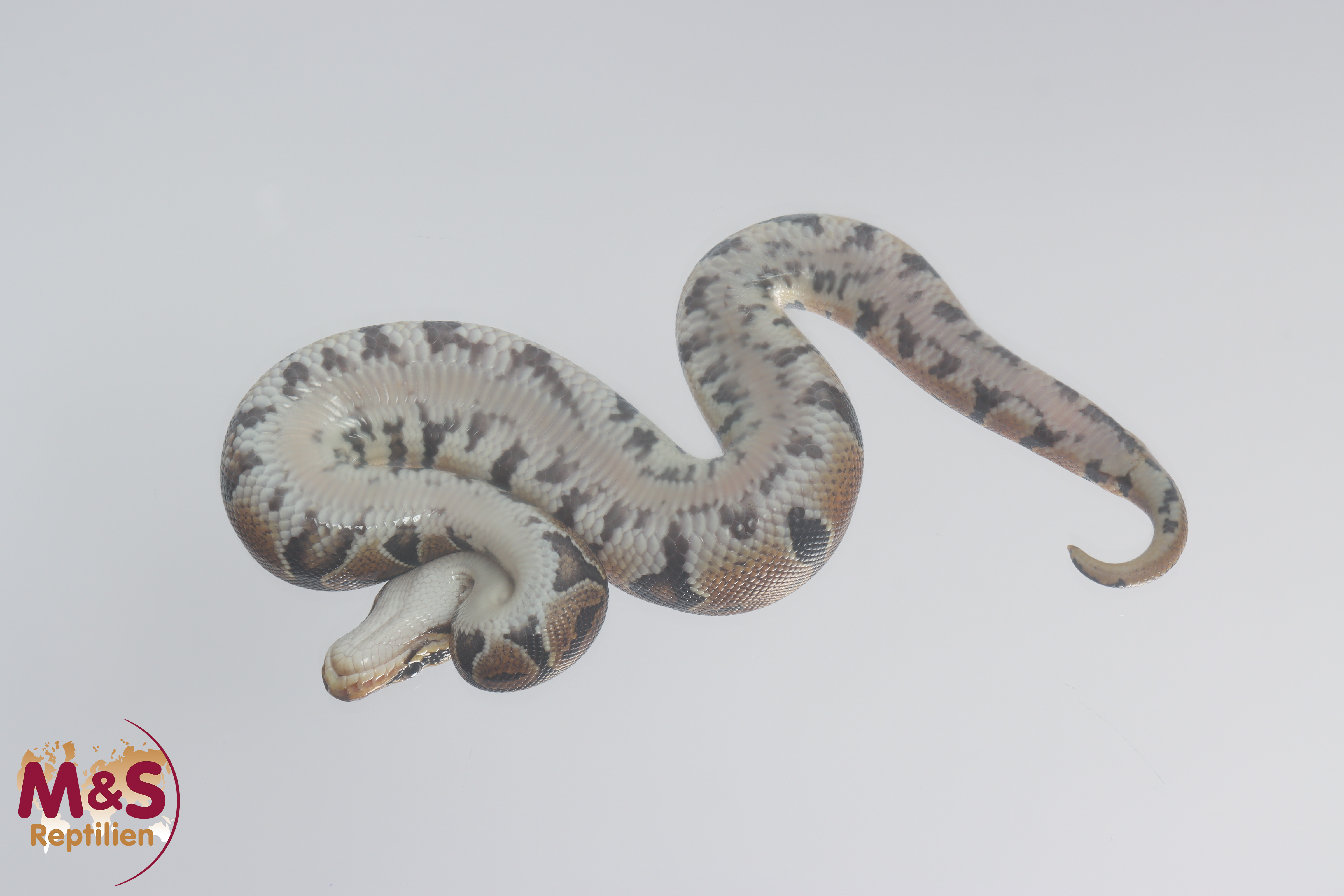 1.0 (Male) 66% doppel poss het. Albino - Sunset Königspython NZ´M&S´22 ...