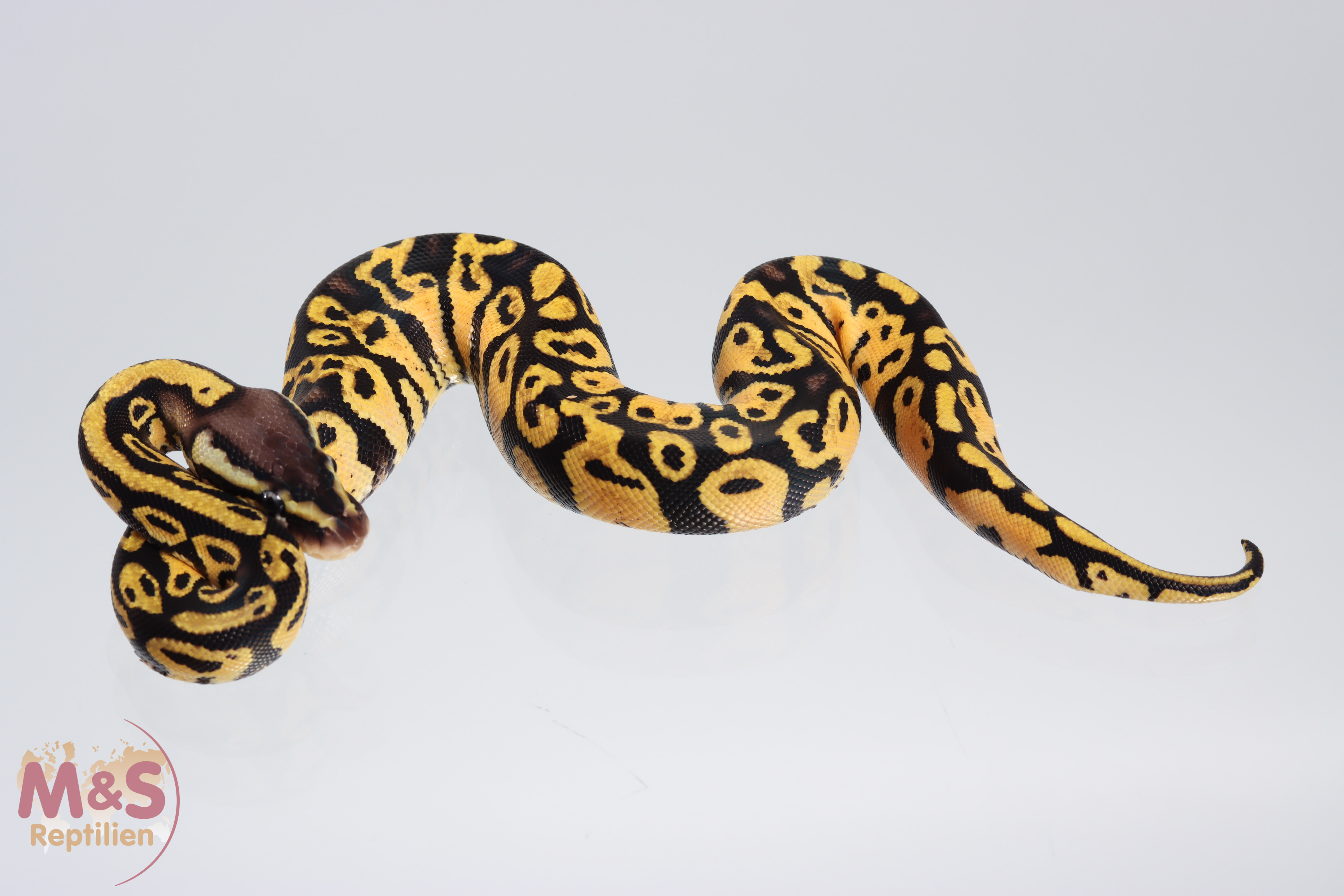 0.1 (Female) Gravel - Pastel Königspython NZ´M&S´21 Python regius ...