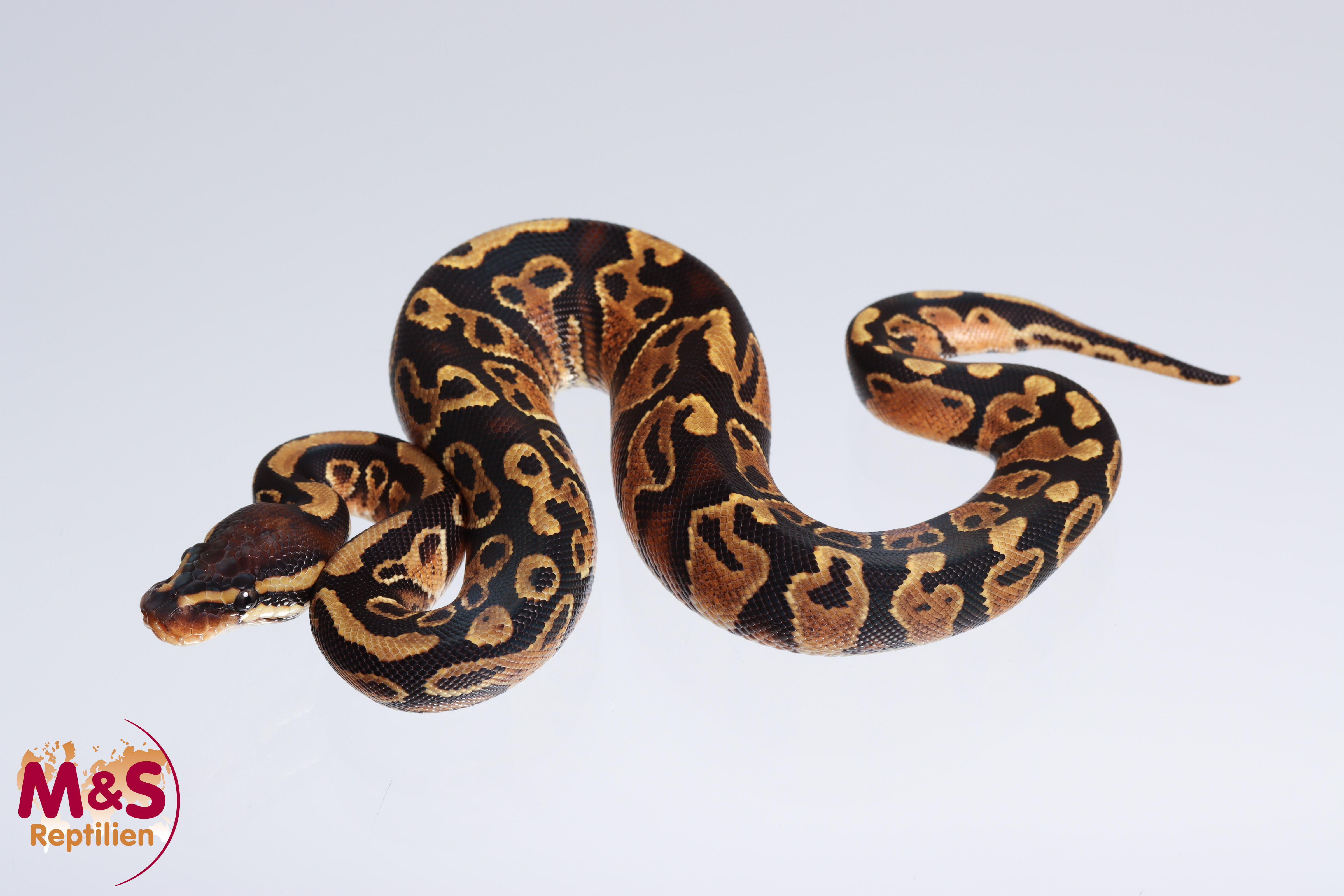 0.1 (Female) poss. Gravel Königspython NZ´M&S´22 Python regius | Gravel ...