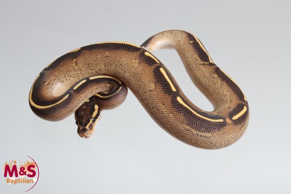 1.0 (Male) Highway (Gravel Yellowbelly) Königspython NZ´M&S´24 Python regius | Just arrived | M ...