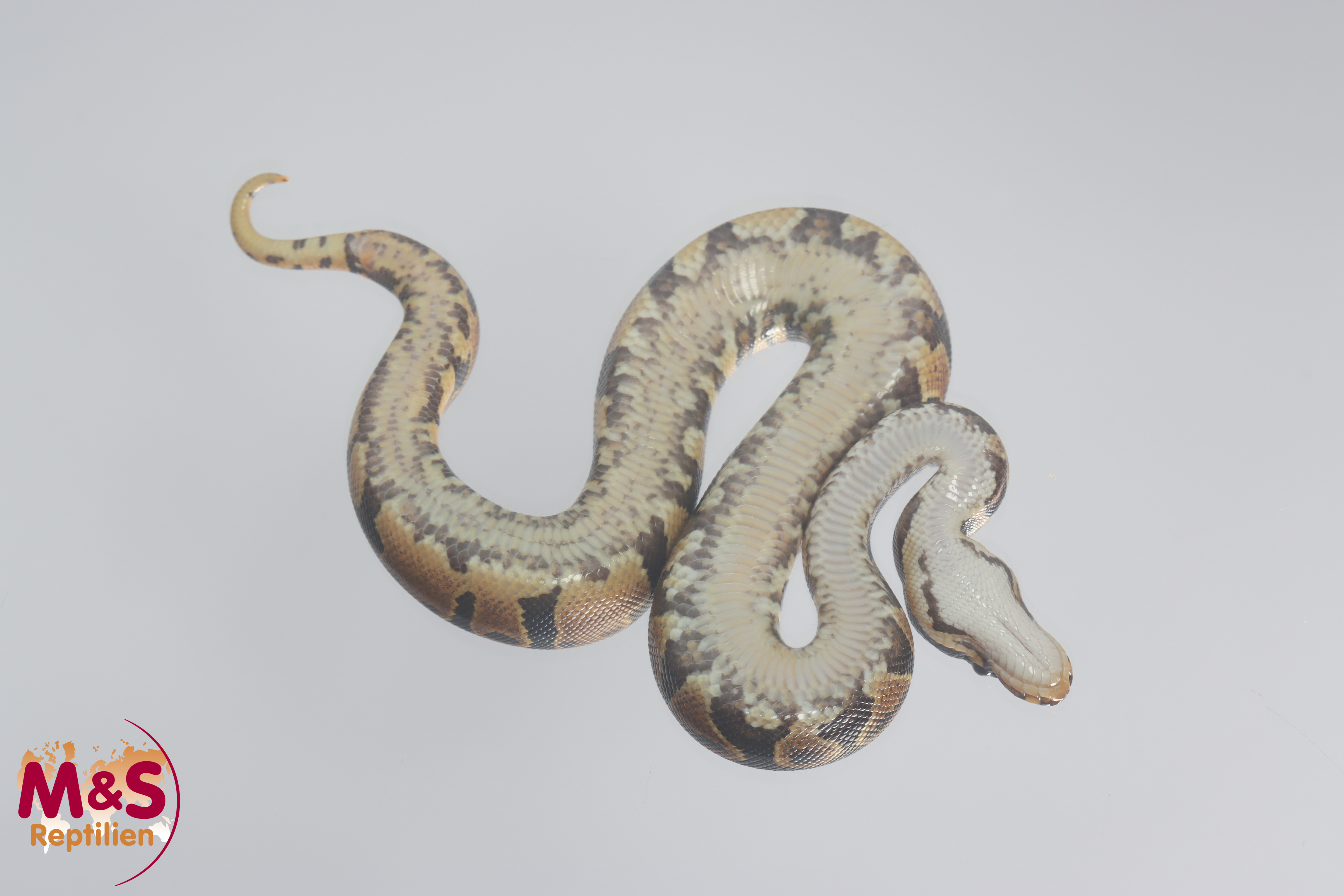 0.1 (Female) poss. Gravel Königspython NZ´M&S´22 Python regius | Gravel ...