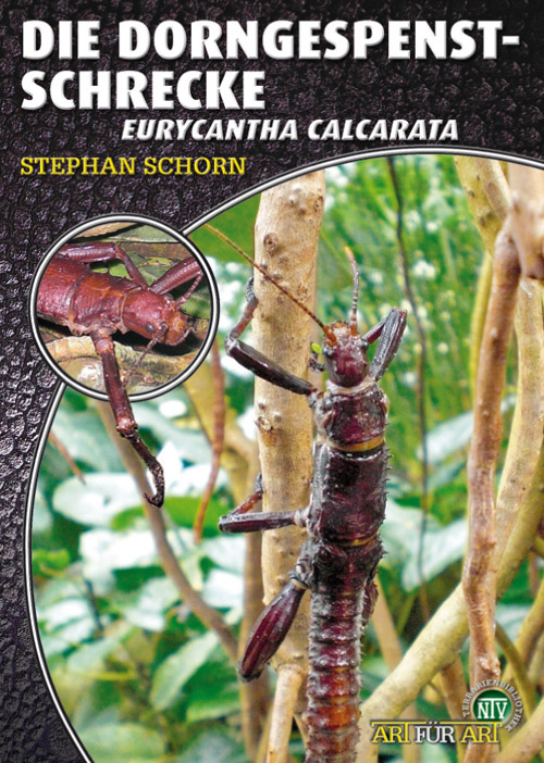 Die Dorngespenstschrecke, Eurycantha calcarata (Stephan Schorn ...
