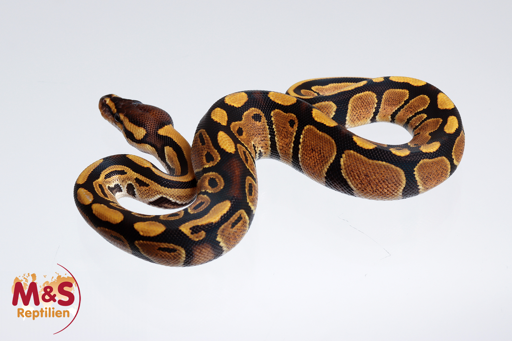 0.1 (Female) Königspython Classic NZ' M&S 24 Python regius (Symbolbild) | "Normal" small/Baby ...
