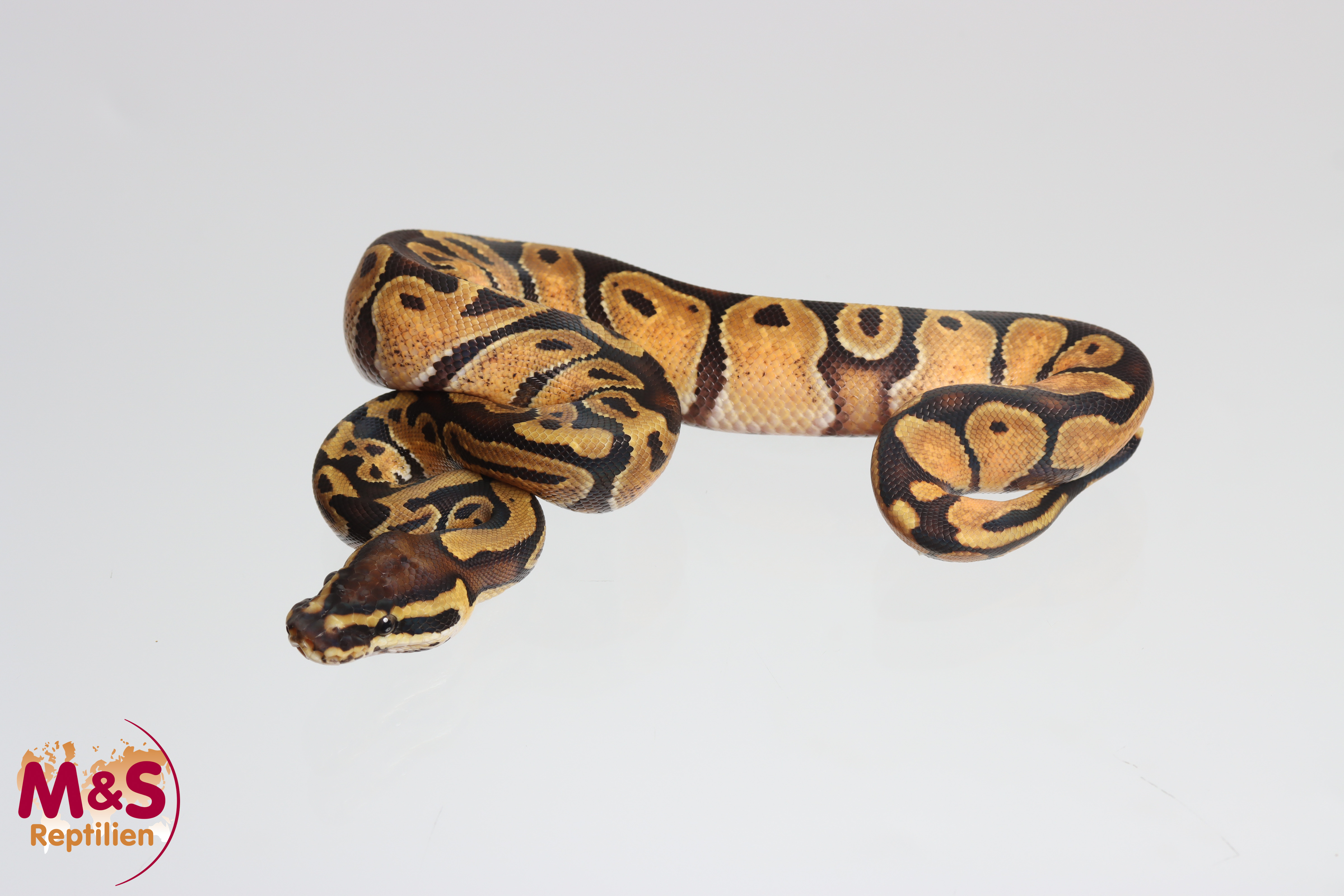 1.0 (Male) Enchi Königspython NZ´M&S´25 Python regius | Enchi small/Baby | Enchi | Königspythons ...