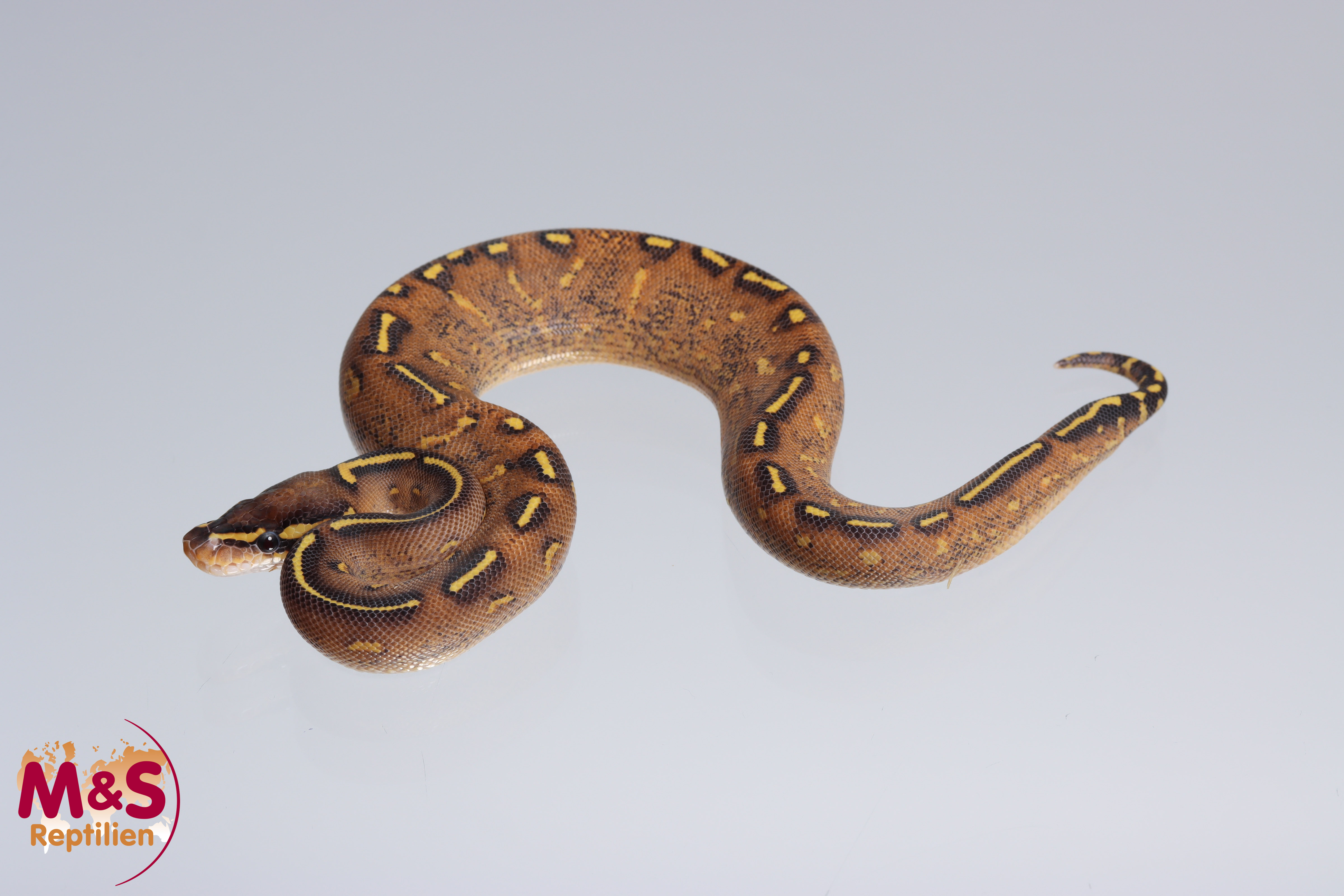 1.0 (Male) Super Gravel Königspython NZ´M&S´22 Python regius | Gravel ...