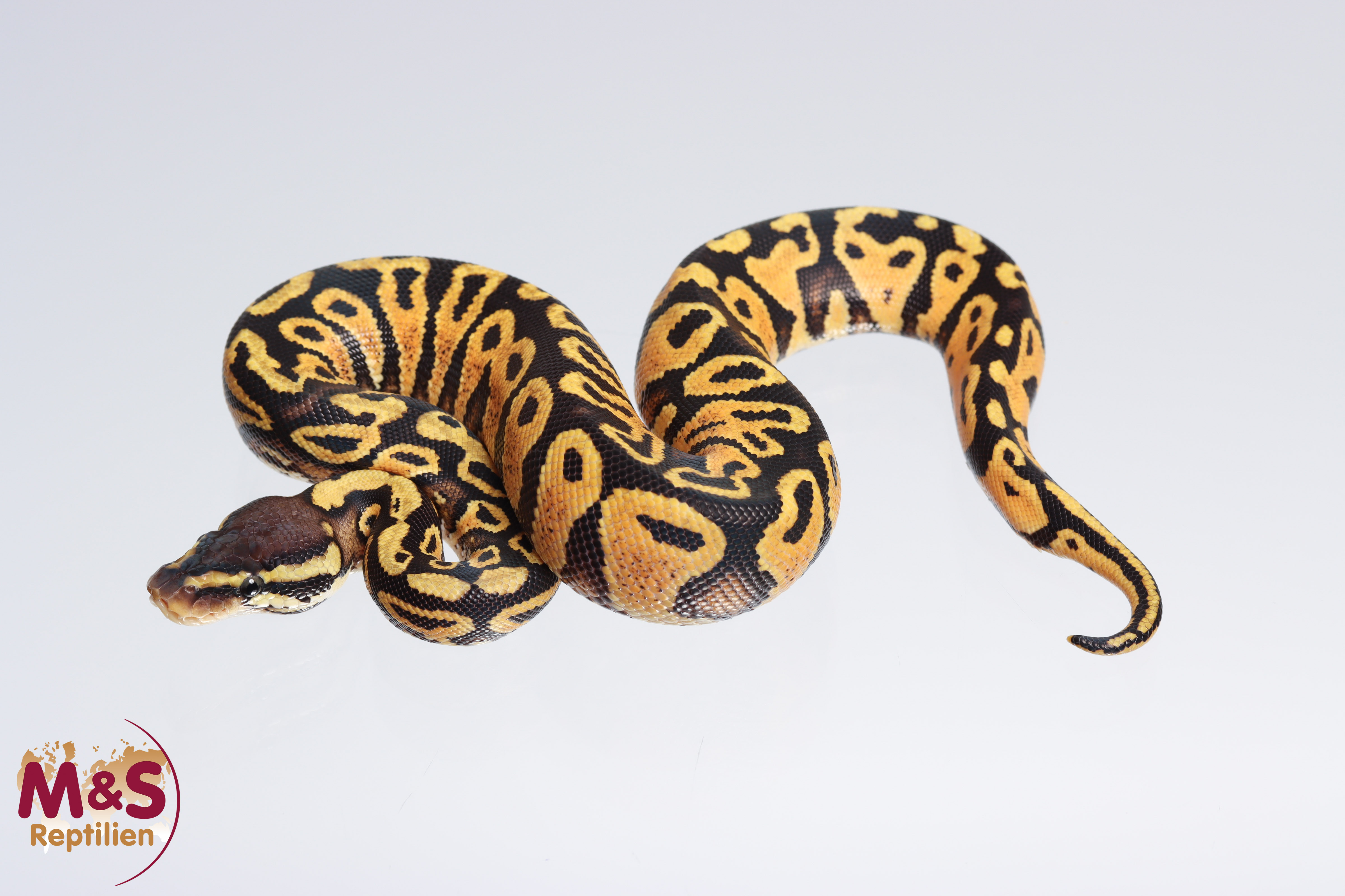 0.1 (Female) Gravel - Pastel Königspython NZ´M&S´22 Python regius ...