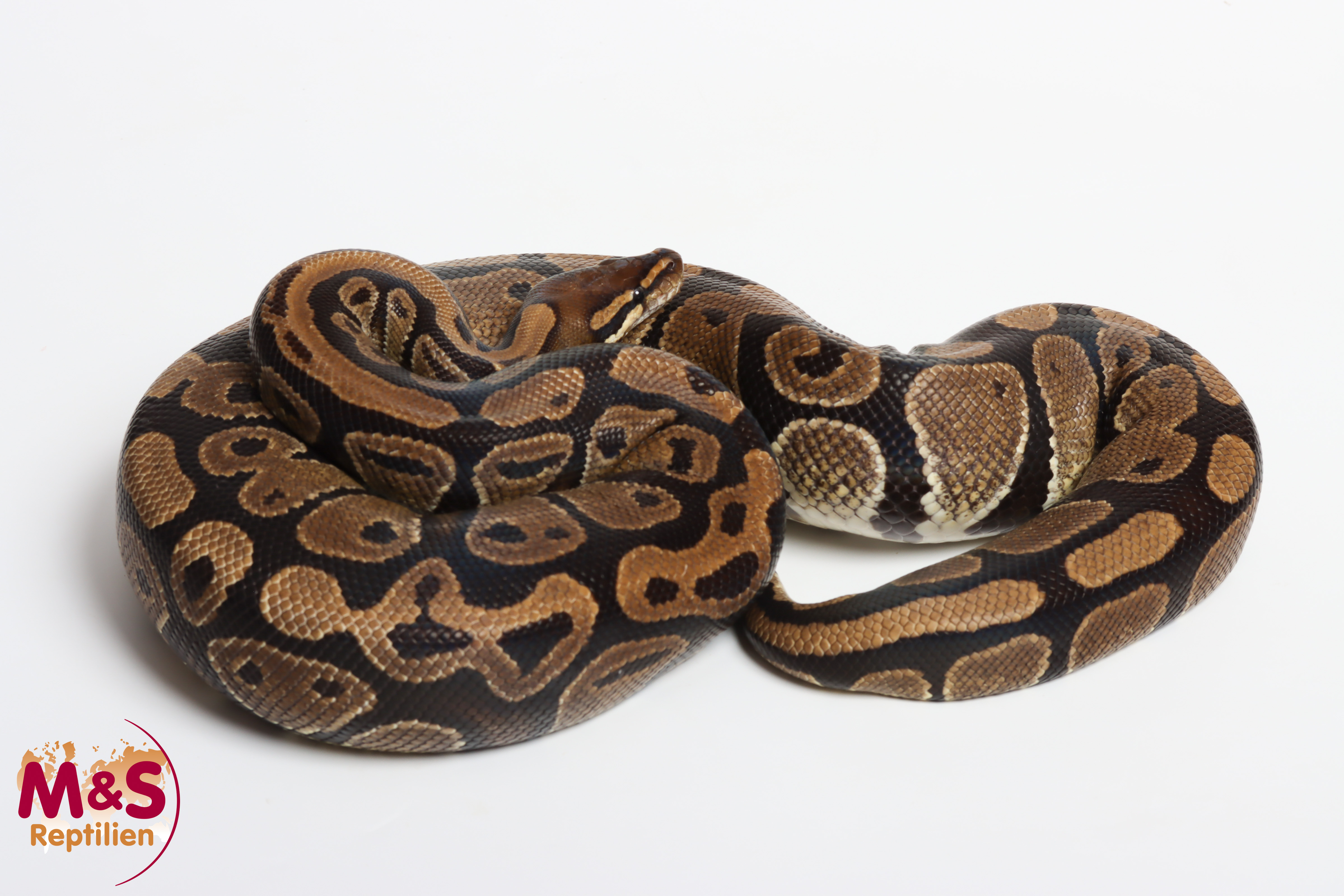 0.1 (Female) 100% Doppel Hetero Caramel Ghost Königspython NZ´M&S´18 P ...