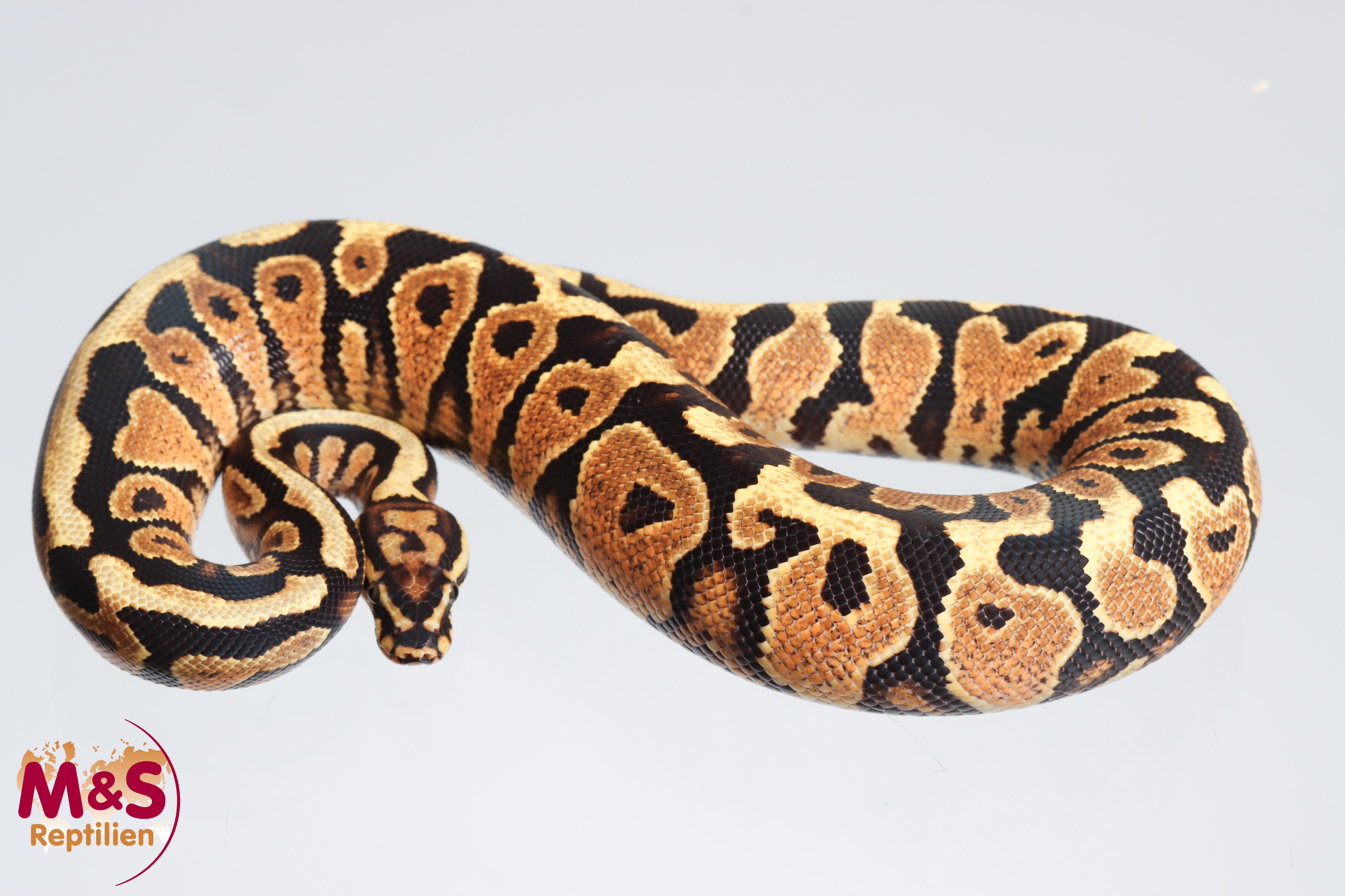 1.0 (Male) Spotnose Yellowbelly Fire Königspython NZ´23 Python regius ...