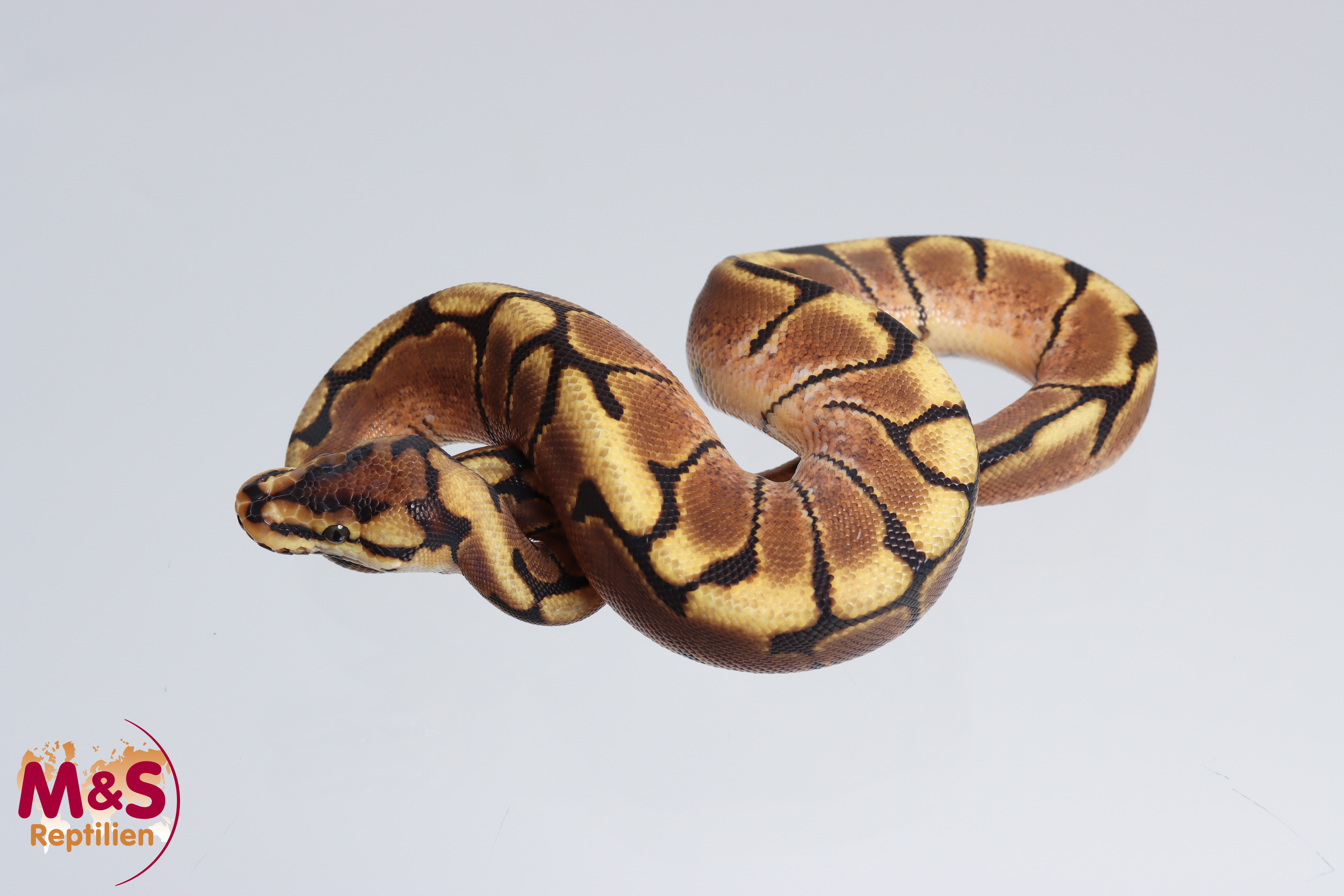 1.0 (Male) Spider Königspython NZ´M&S´24 Python regius | Spider small ...