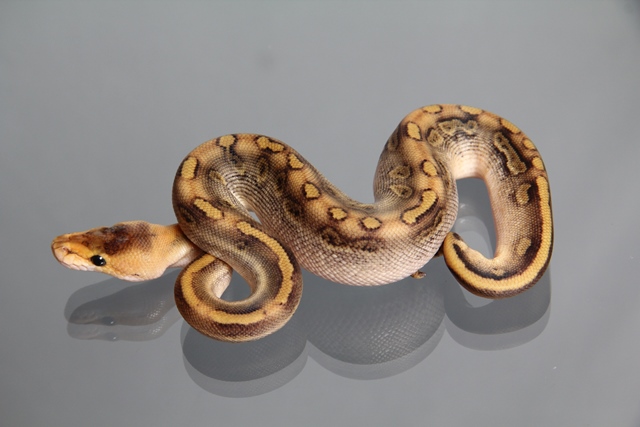 Male (1.0) Champagne-Granit, NZ´M&S´13 Python regius | Granit medium ...