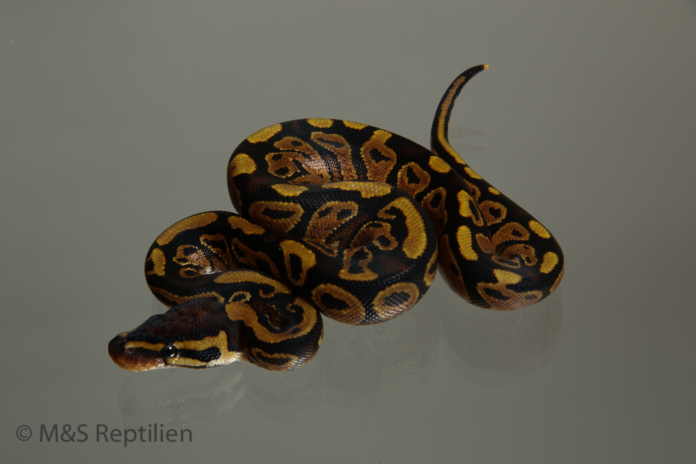 Female (0.1) Poss. Gravel (Poss. Highway-Maker)NZ´M&S´15 Python regius ...