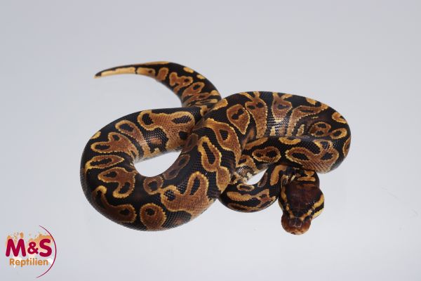 0.1 (Female) poss. Gravel Königspython NZ´M&S´23 Python regius | Pastel small/Baby | Pastel ...