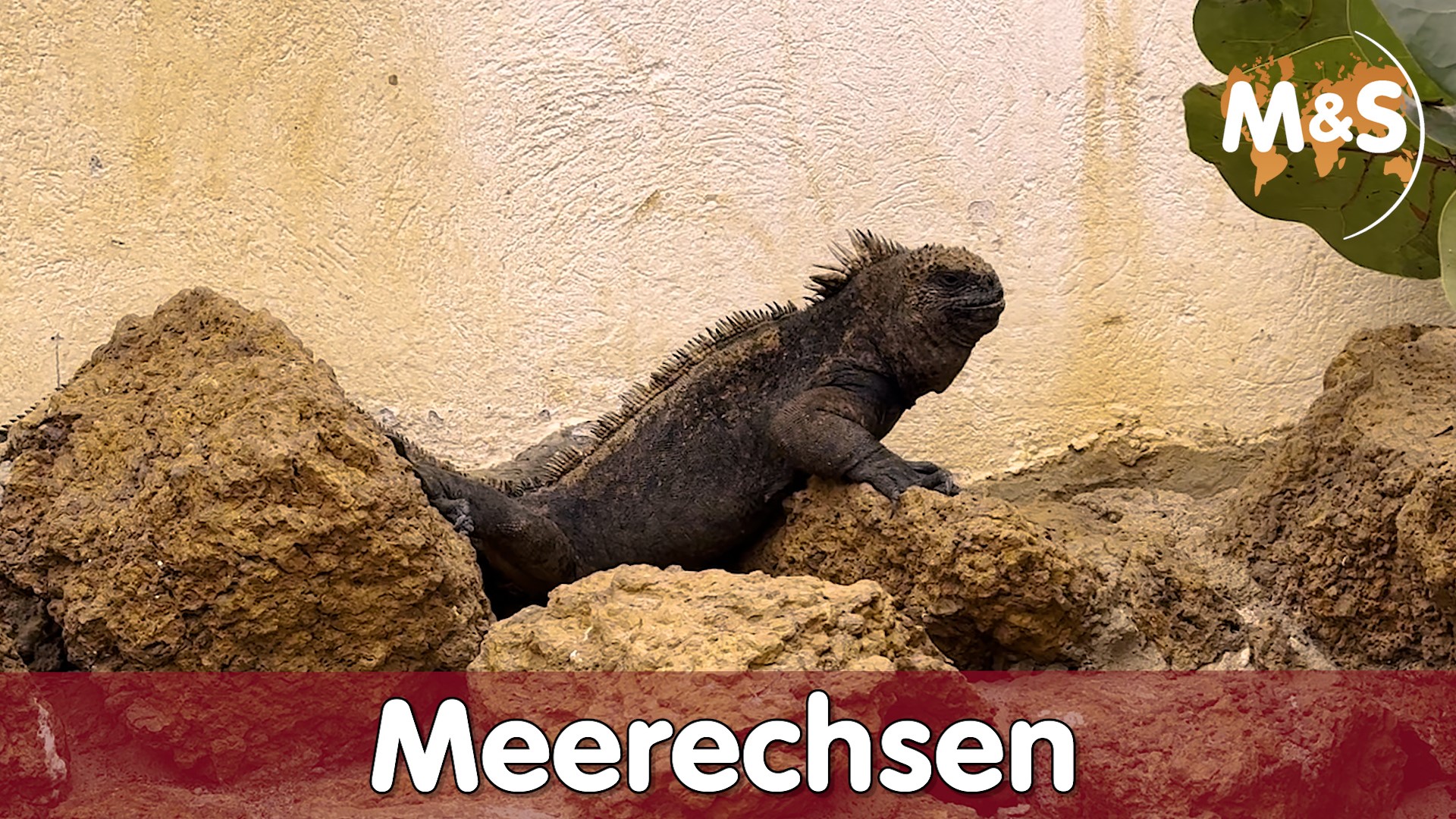 Meerechse (Amblyrhynchus cristatus) | CTC | Uganda | Blog / Reptil TV ...