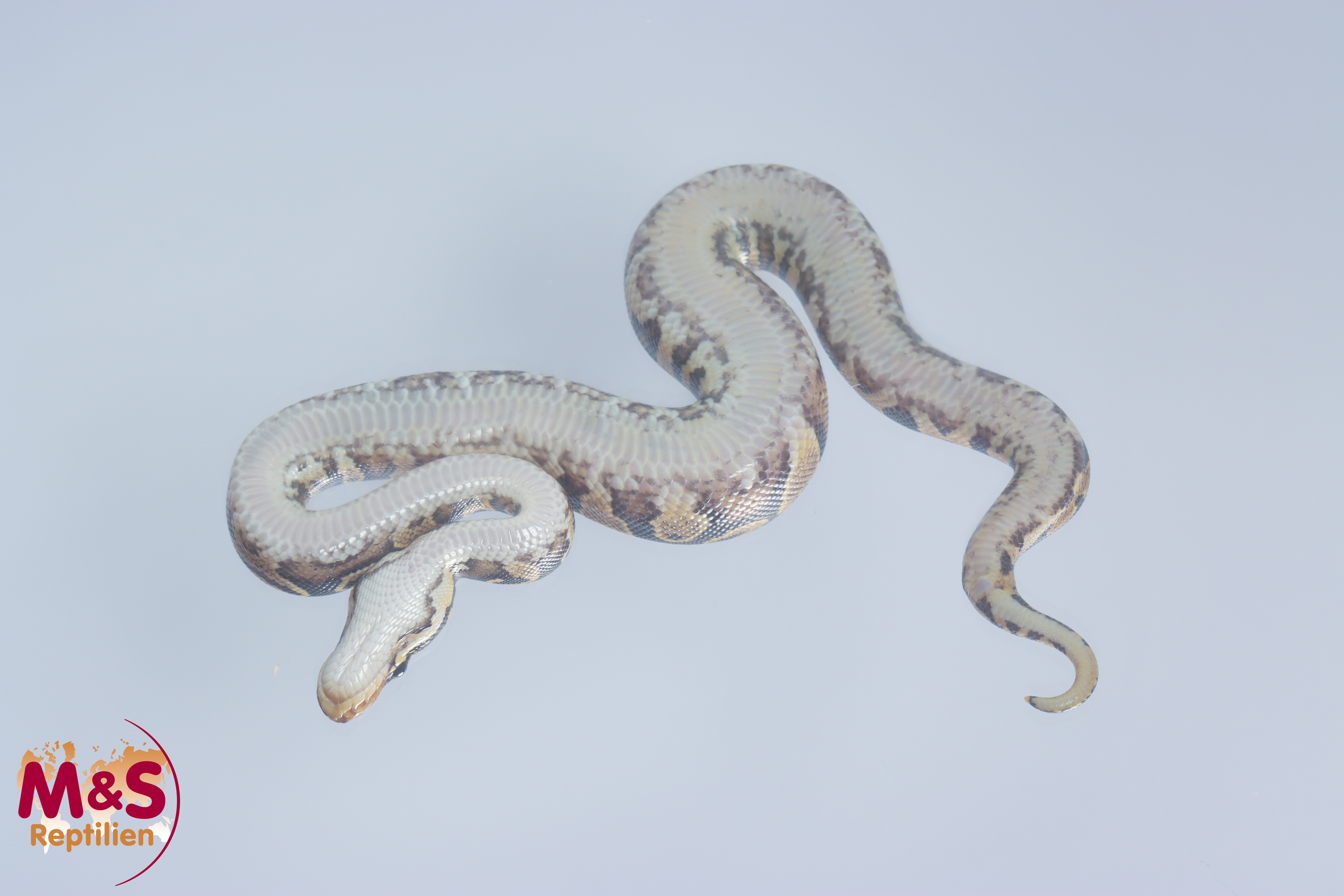 0.1 (Female) Gravel 50% pos. hetero Ultramel Königspython NZ´M&S´22 ...