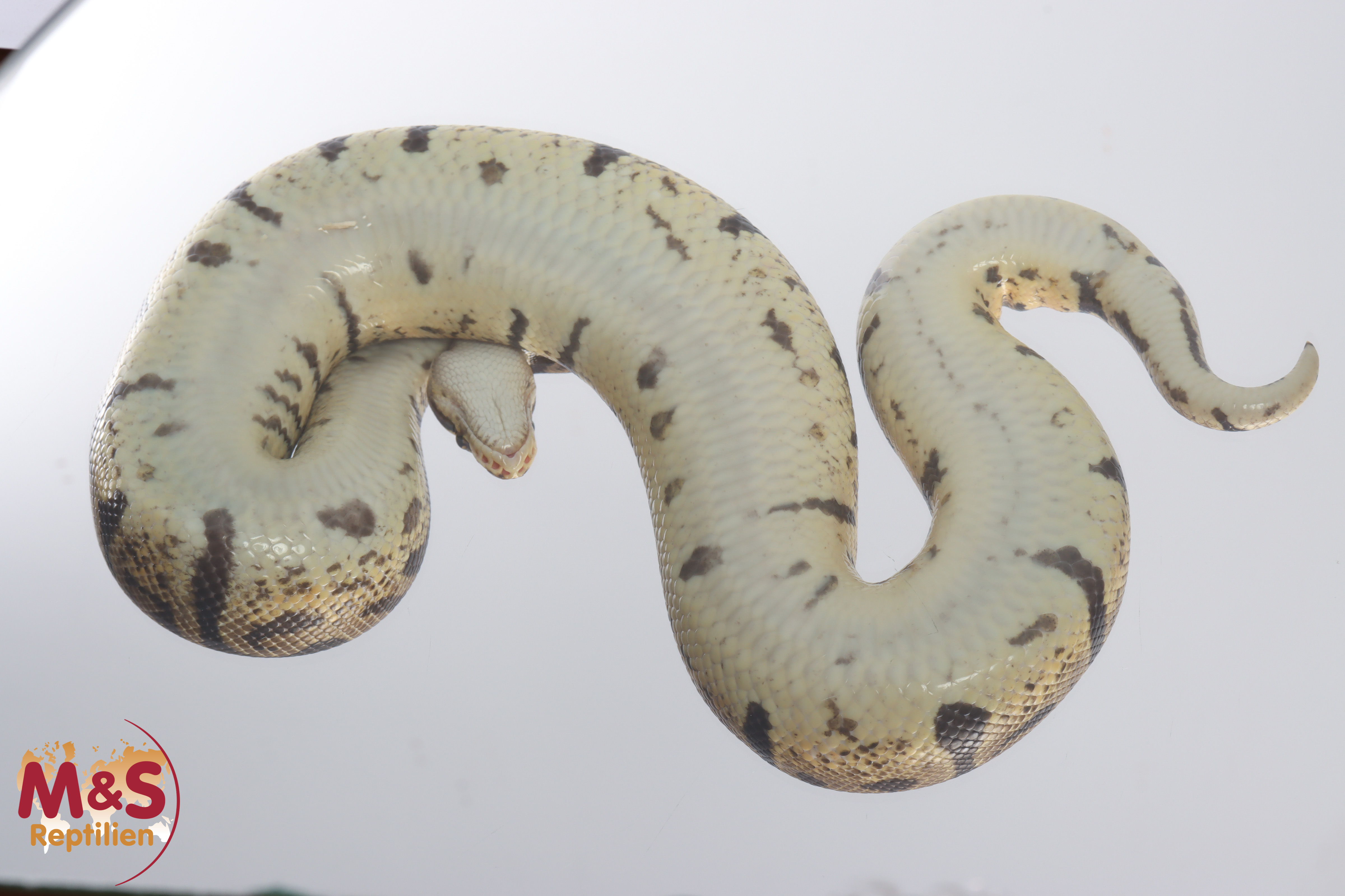 1.0 (Male) GHI Pastel Woma Königspython NZ´M&S´18 ( ca.1 kg) Python ...