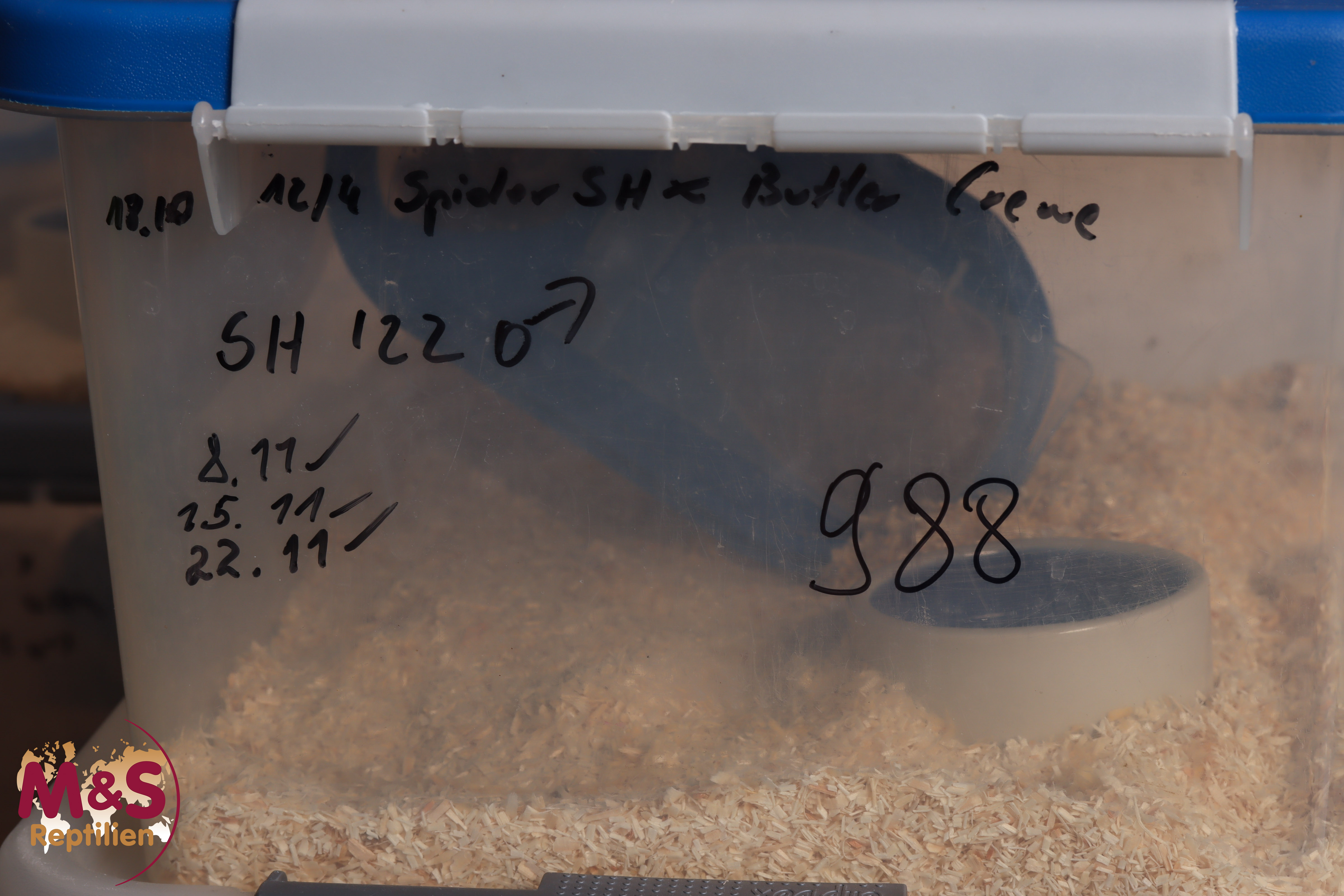 1.0 (Male) Scaleless Head Königspython NZ´M&S´22 Python regius | Frisch ...