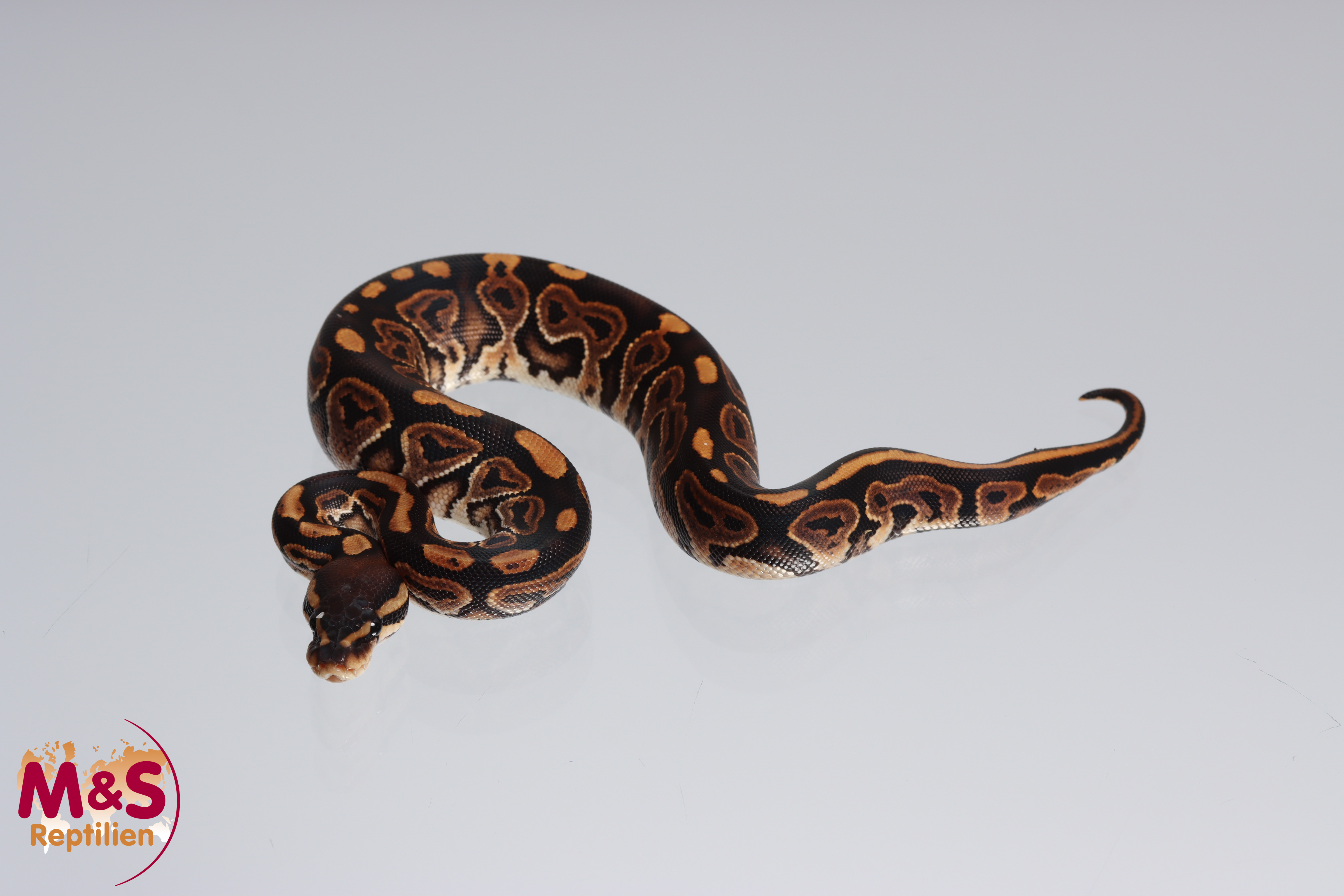 0.1 (Female) Cinnamon Königspython NZ´M&S´22 Python regius | Cinnamon ...