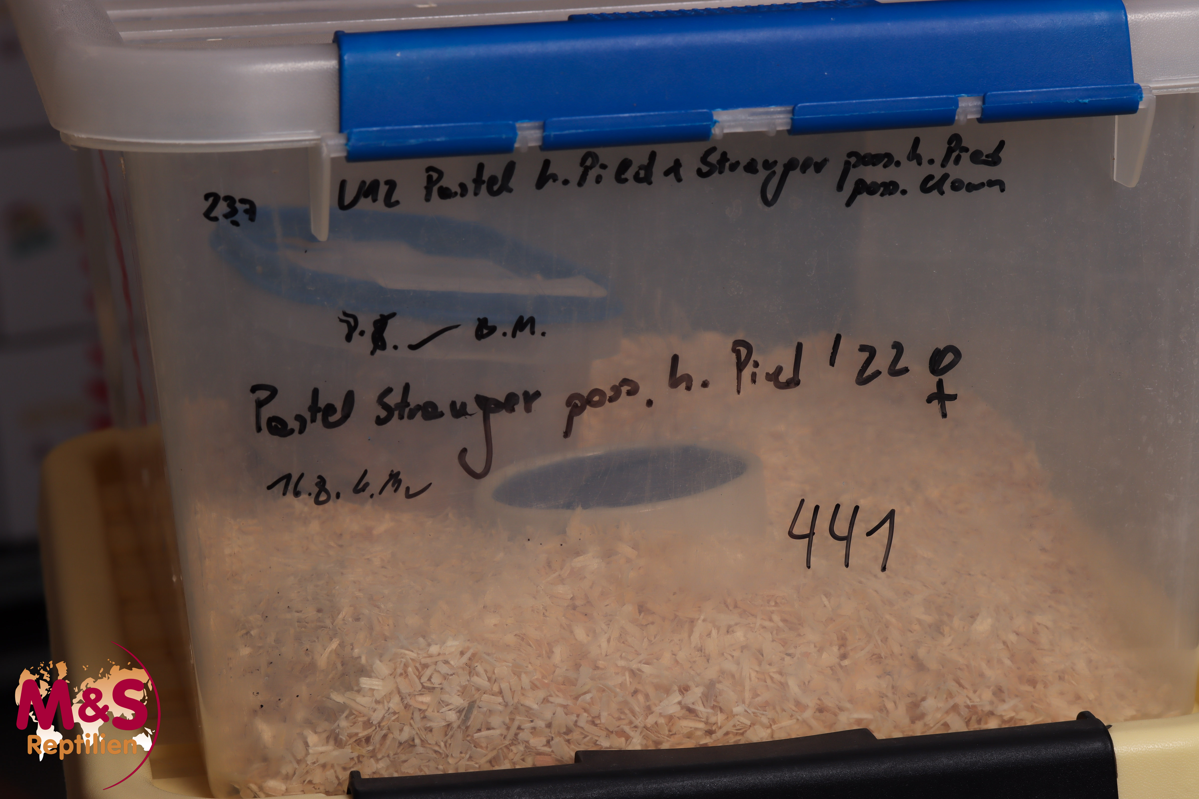 0.1 (Female) Pastel - Stranger 50% poss. hetero Piebald Königspython NZ ...