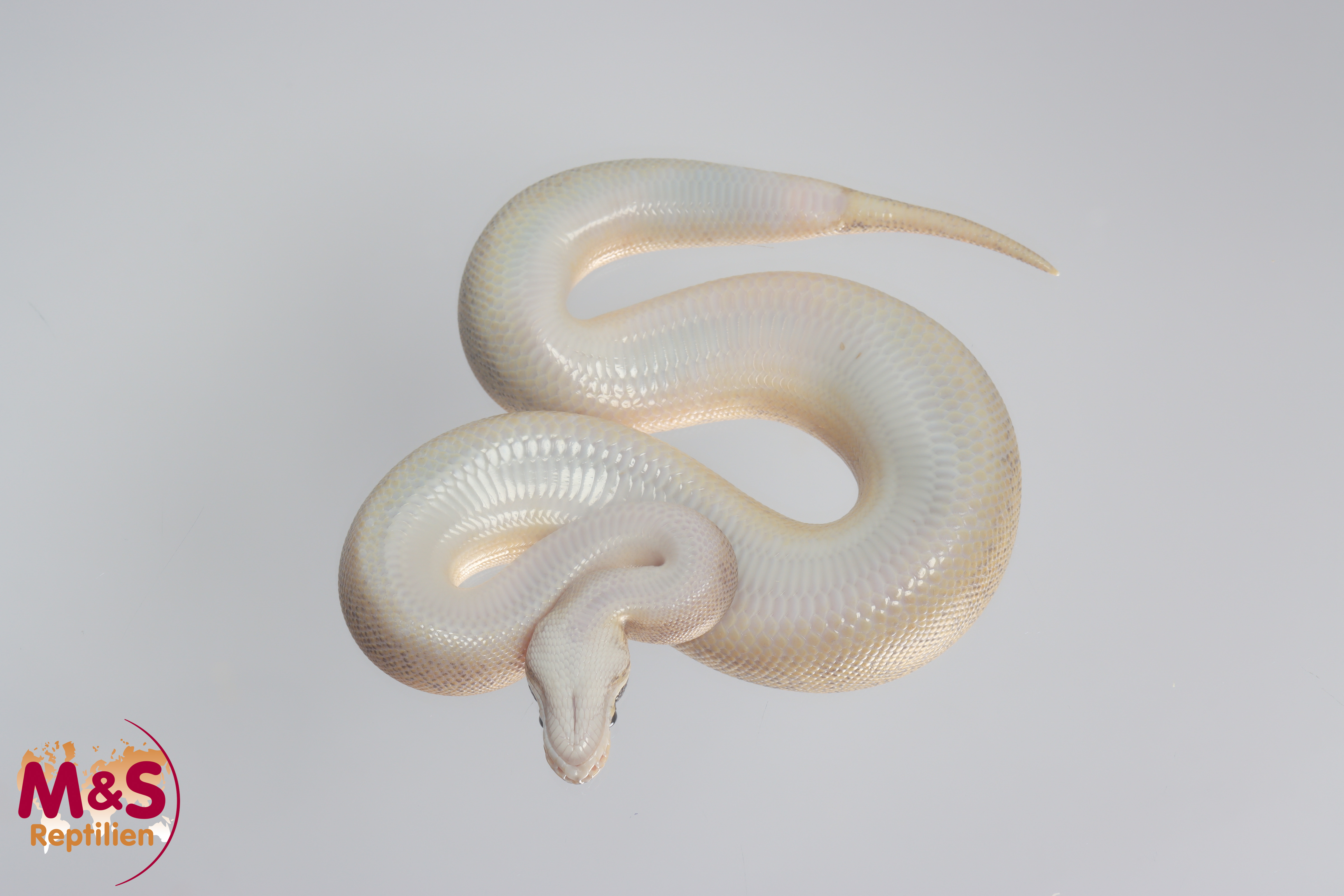 0.1 (Female) Highway (Gravel - Yellowbelly) Königspython NZ´M&S´22 ...