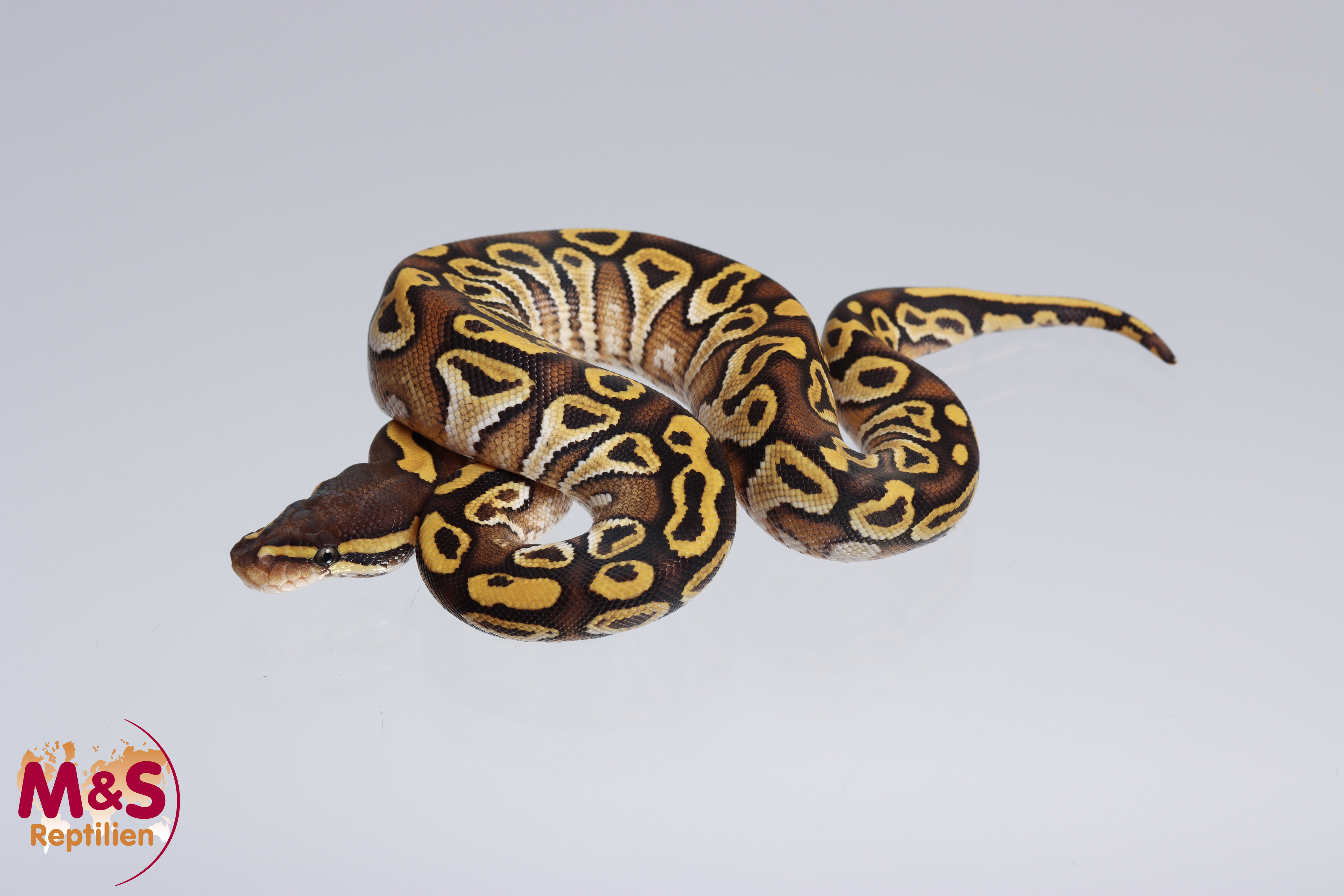 0.1 (Female) Mojave - Specter Königspython NZ´M&S´22 Python regius | M ...