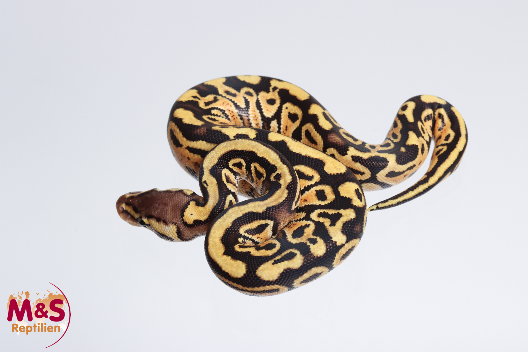 0.1 (Female) Pastel - Specter Königspython NZ´M&S´23 Python regius | Nachzuchten 2023 ...