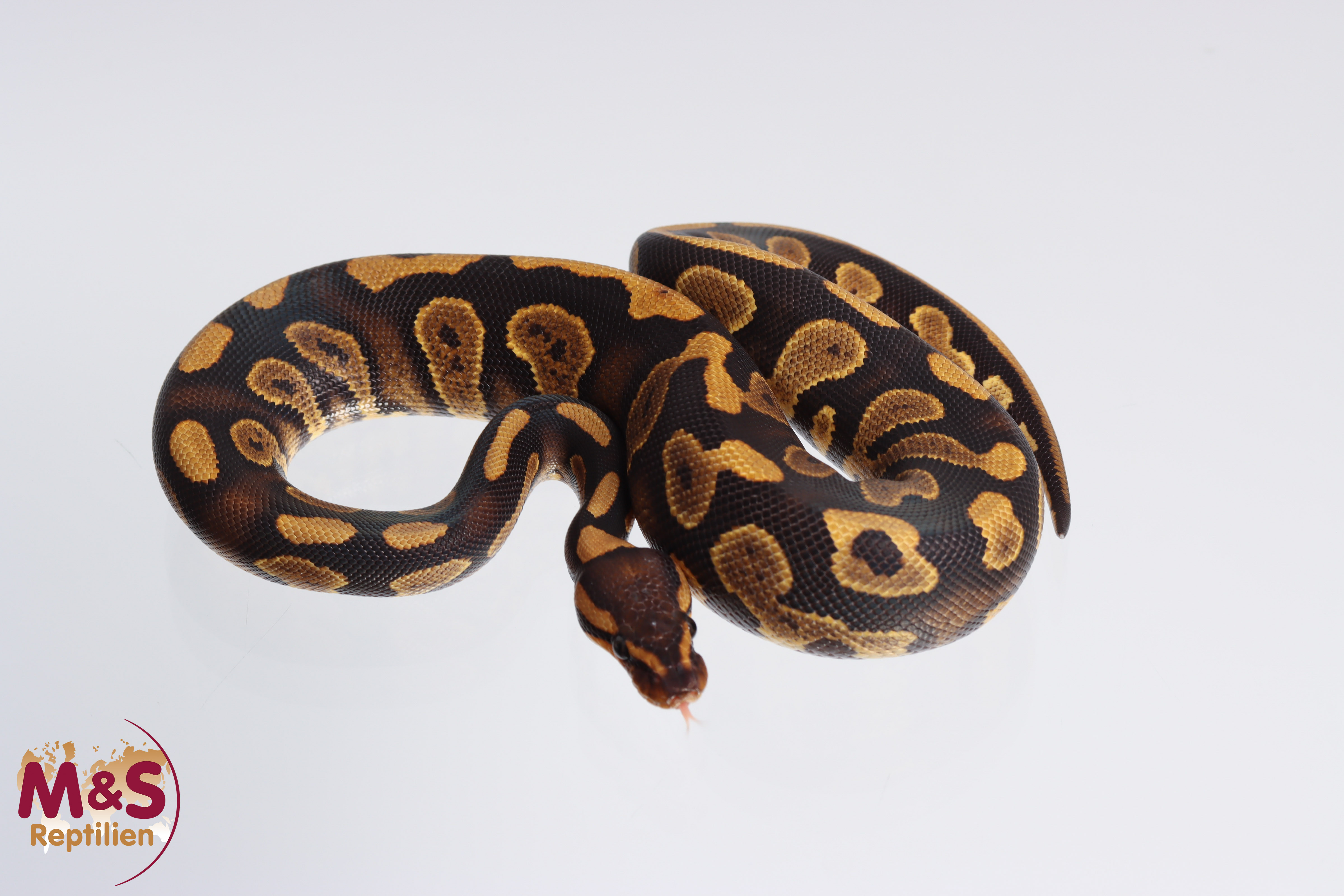 0.1 (Female) SAAR Yellowbelly Königspython DNZ '22 Python regius | Yellowbelly small/Baby ...