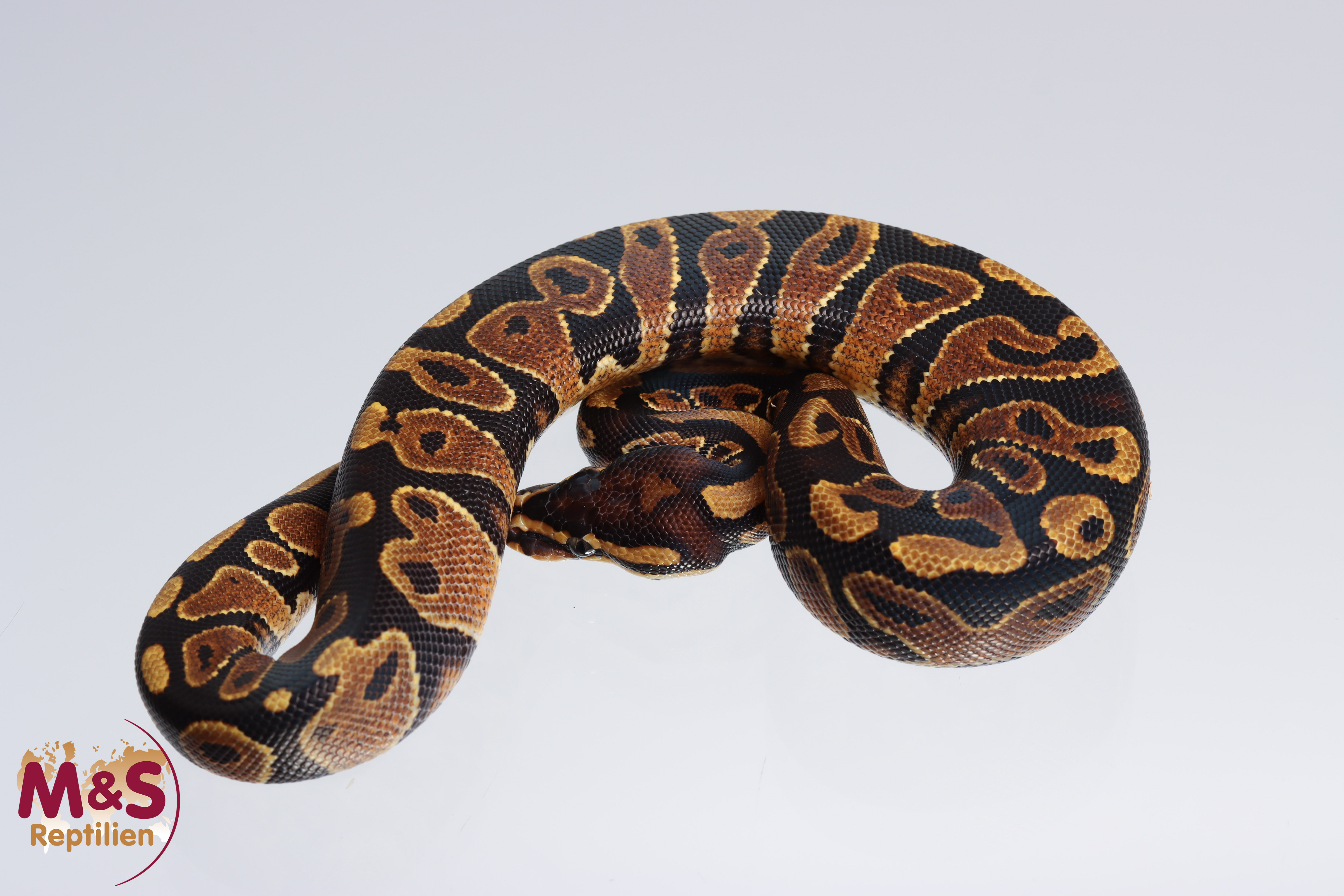 0.1 (Female) Yellowbelly Königspython NZ´M&S´22 Python regius | Yellowbelly small/Baby ...