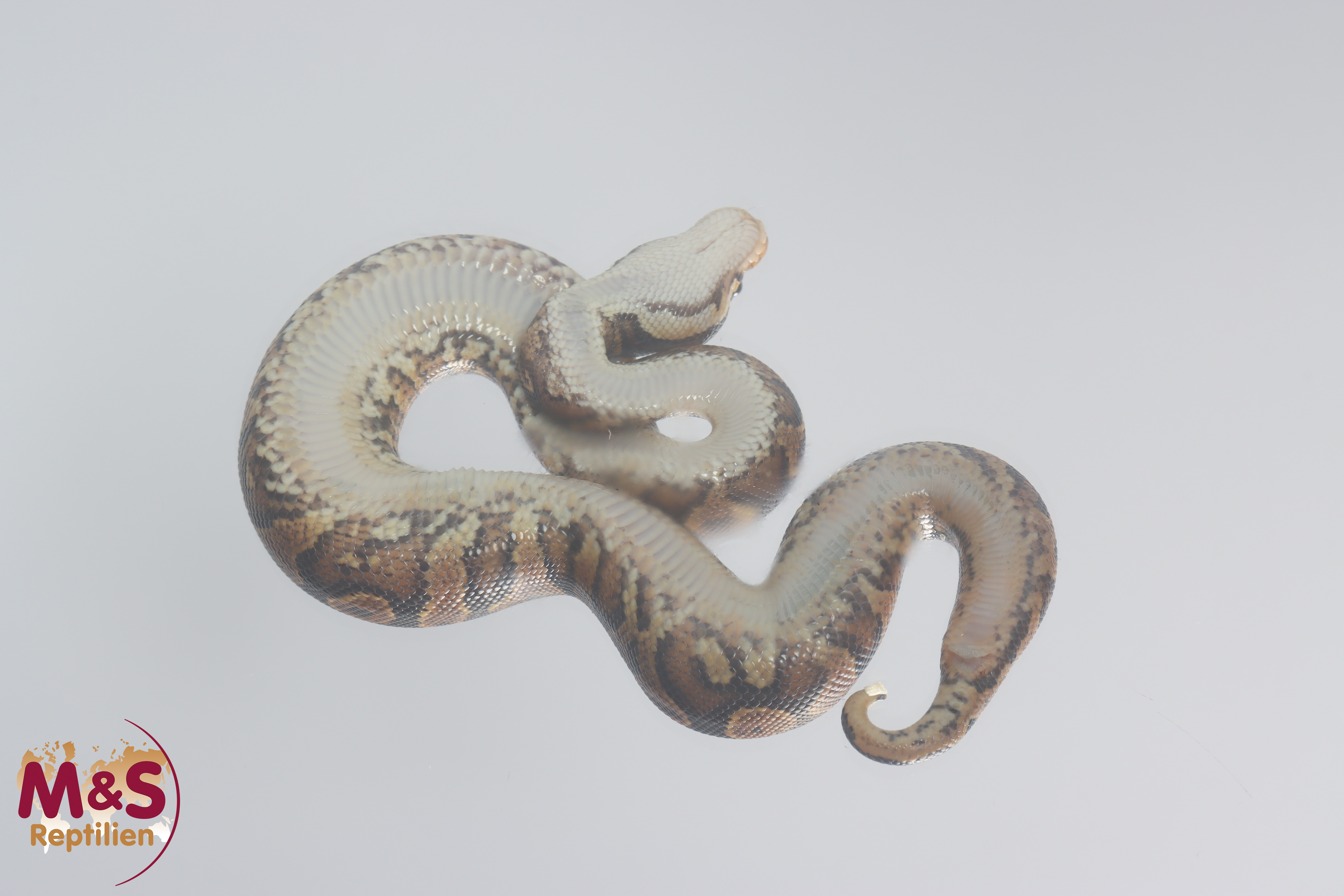 1.0 (Male) Gravel Königspython NZ´M&S´22 Python regius | Gravel ...